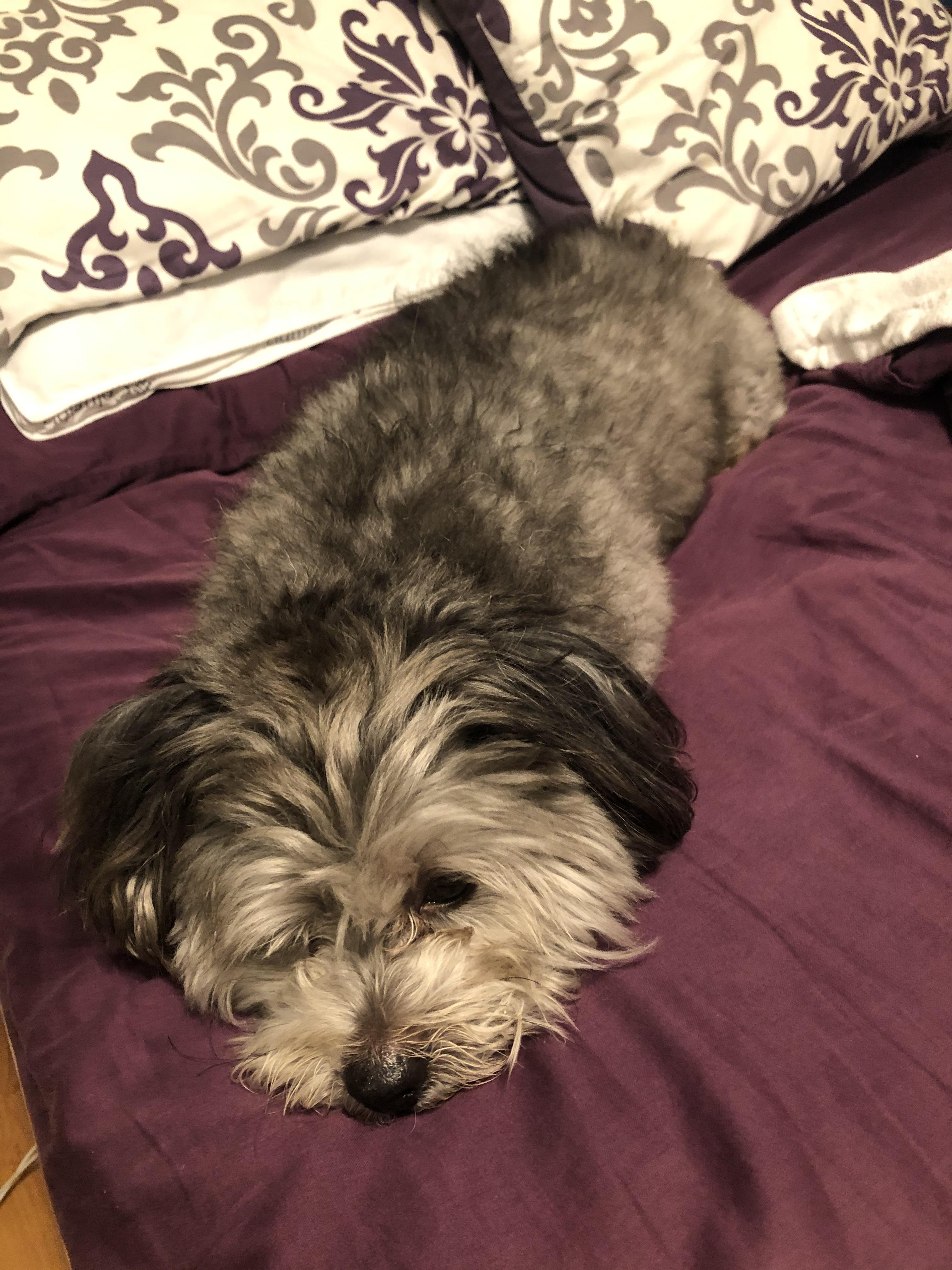 My doggy loaf | Scrolller