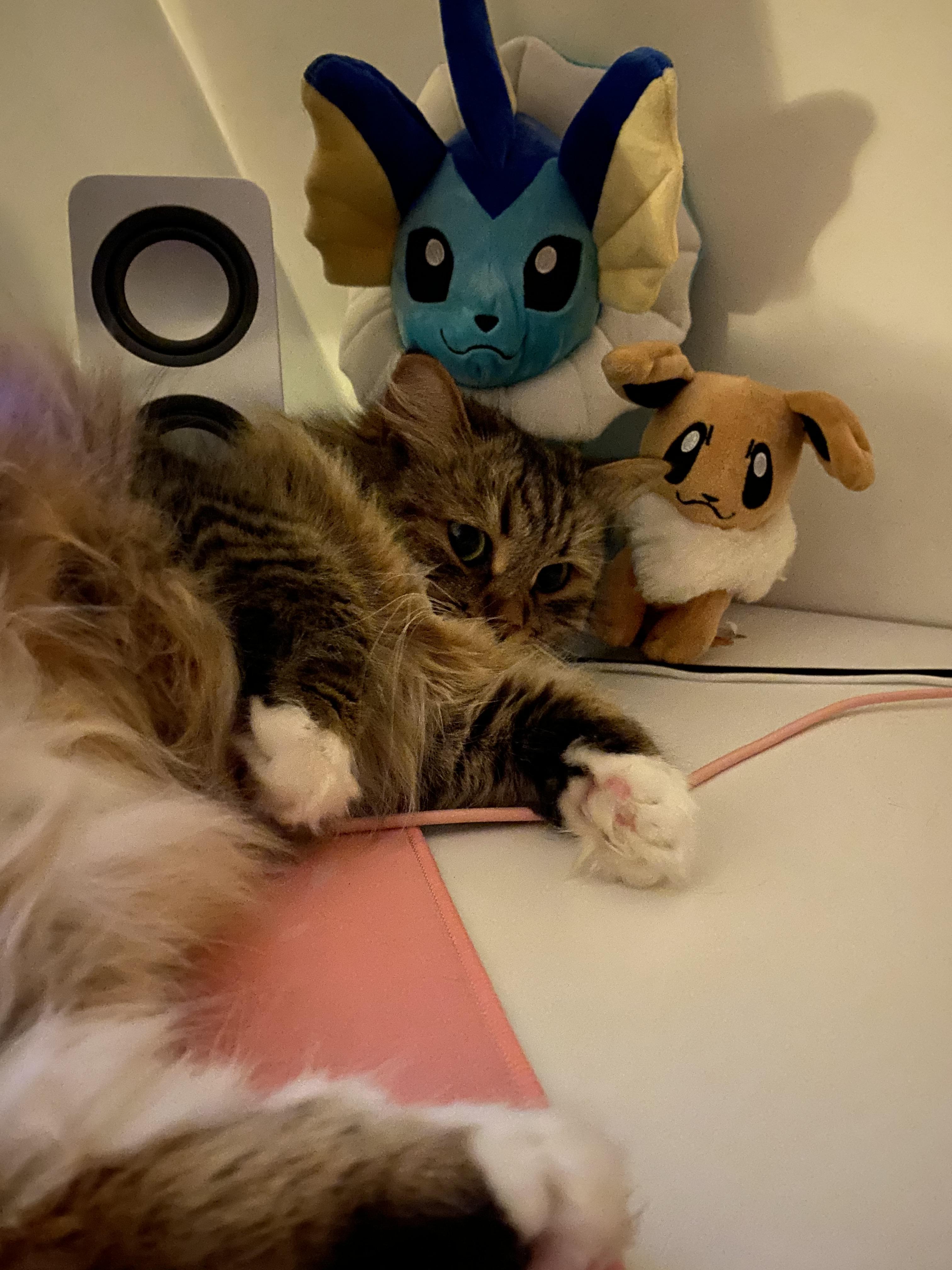 My eevee and his two evolutions | Scrolller