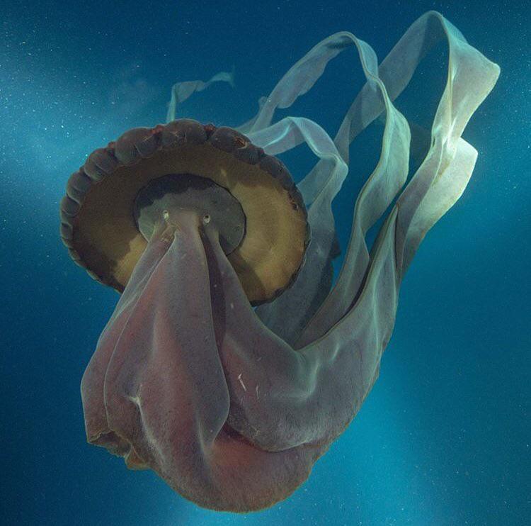 My favorite jellyfish, the stygiomedusa gigantea, a very illusive creature only spotted over 100 ...