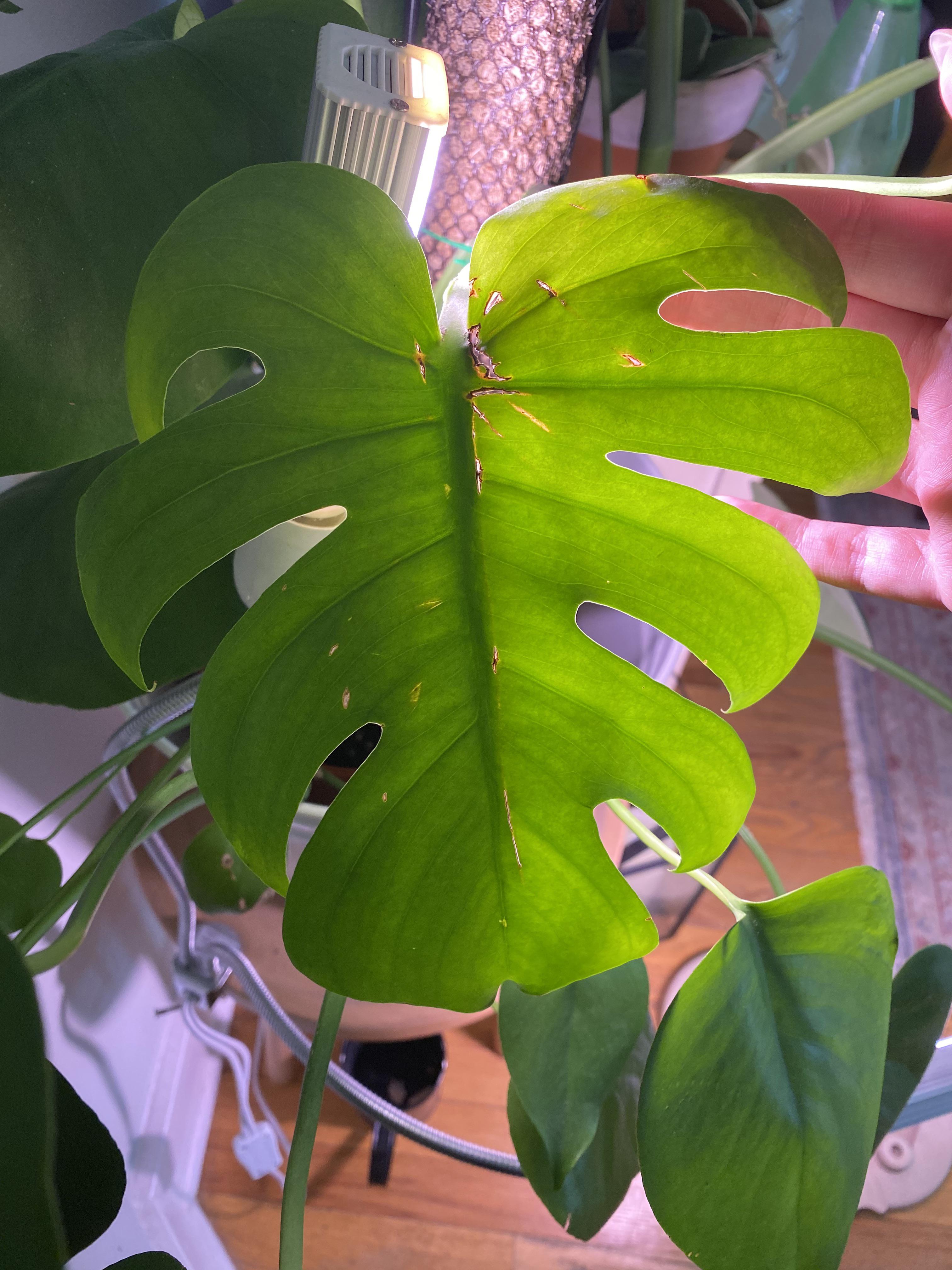 my favorite leaf on my monstera | Scrolller
