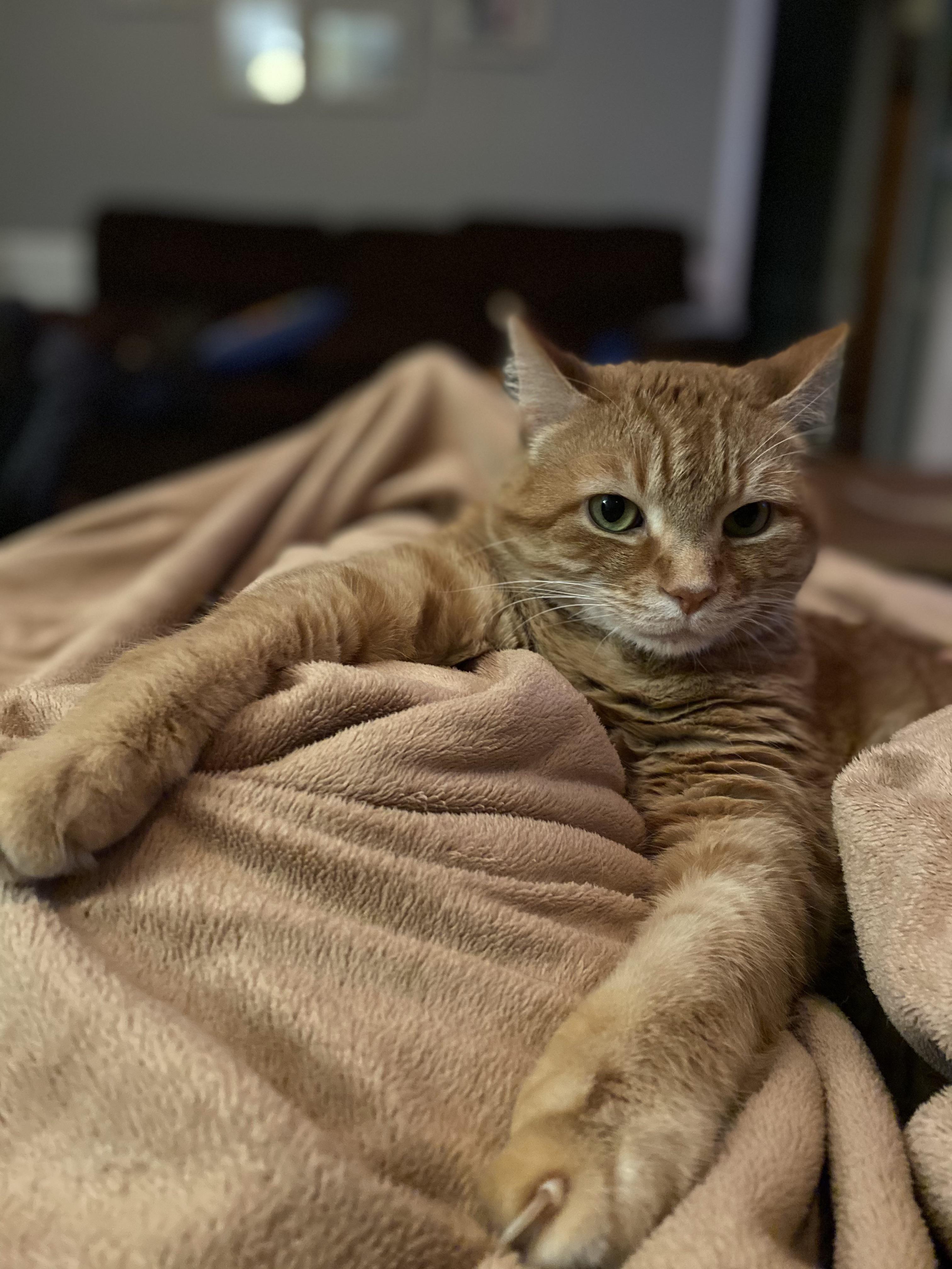 My favorite stretchy orange guy | Scrolller