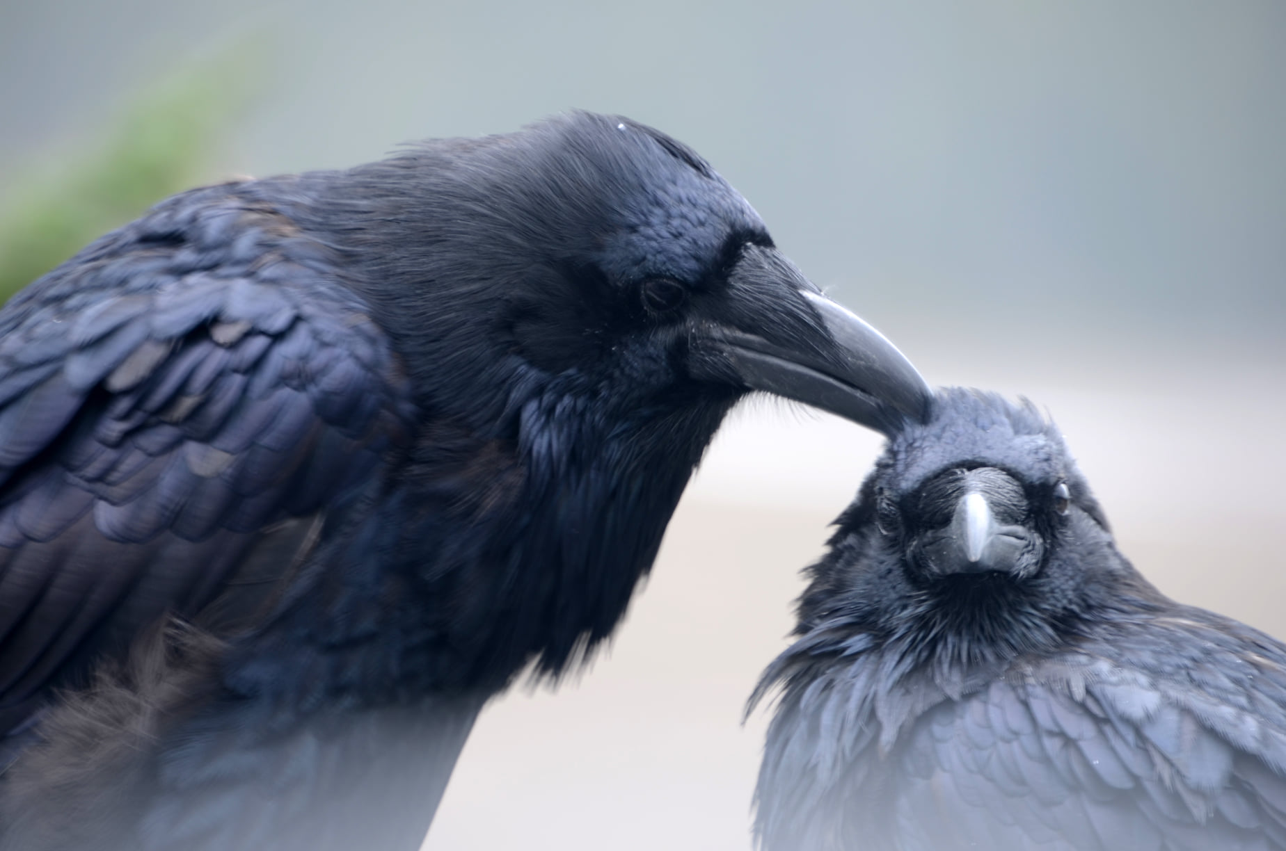 My favourite photo from a trip to the Rockies this year | Scrolller