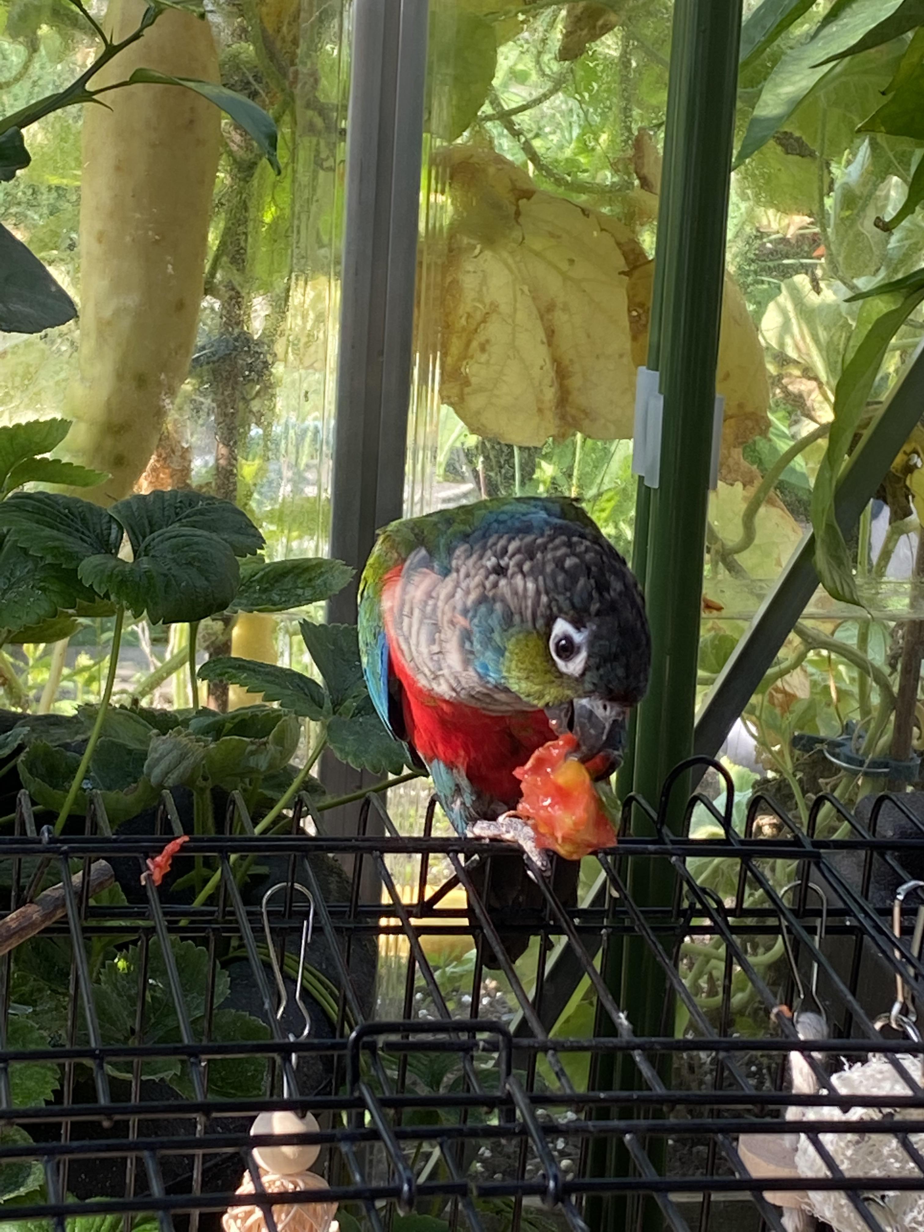 My favourite picture of my conure, Tequila | Scrolller