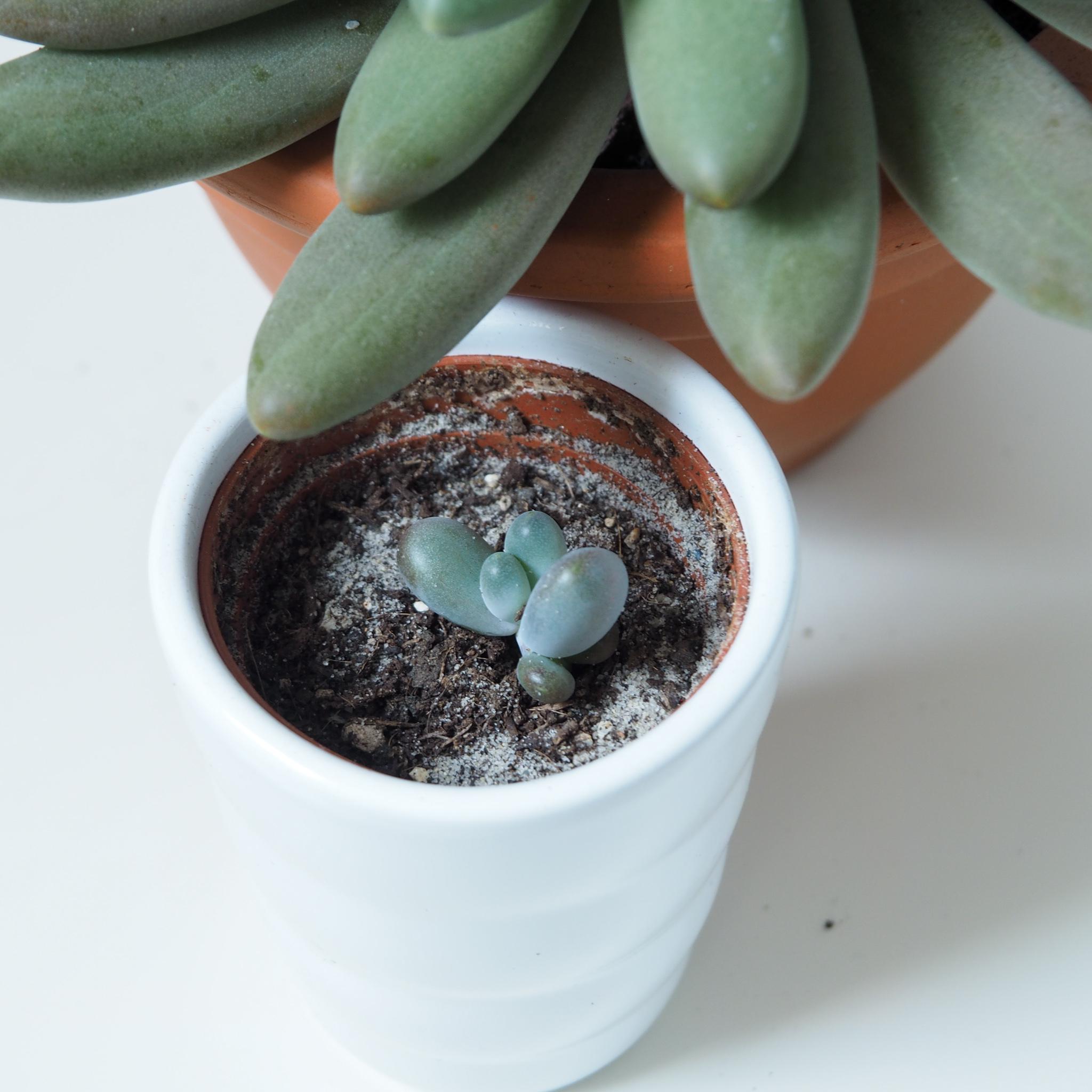 My favourite prop | Scrolller