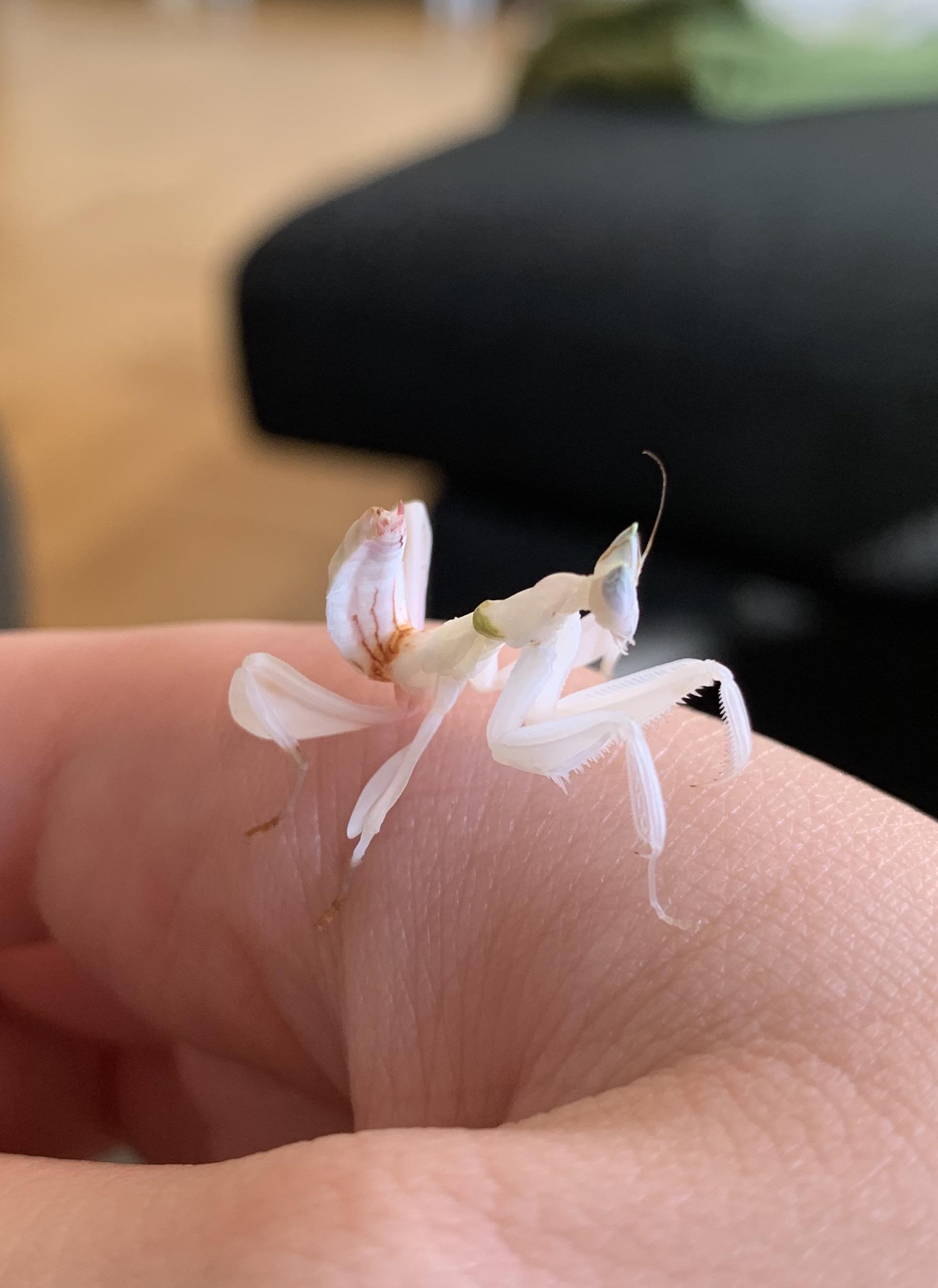 My female hymenopus coronatus (Orchid mantis) | Scrolller