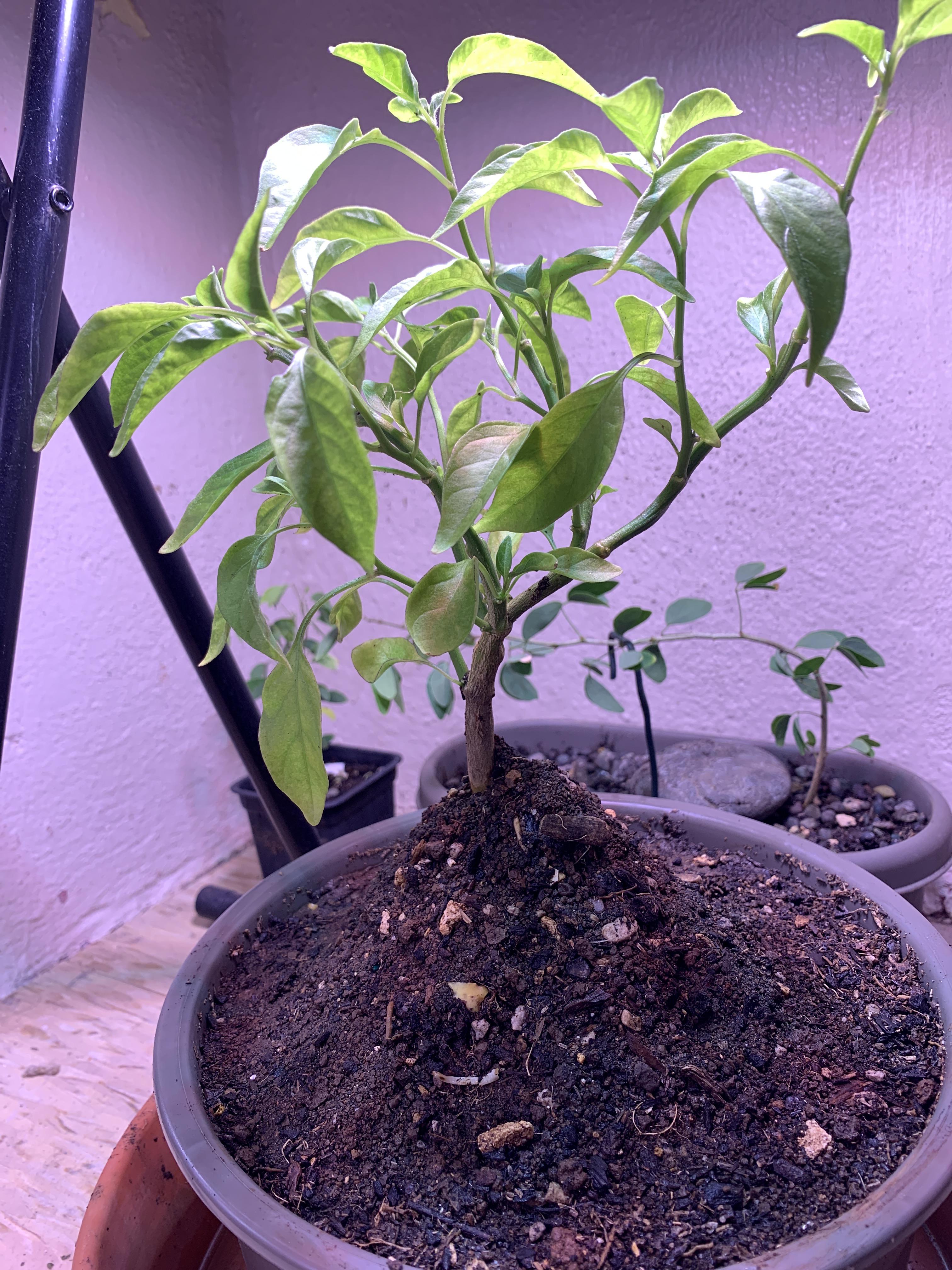 My first attempt... any tips ?? | Scrolller