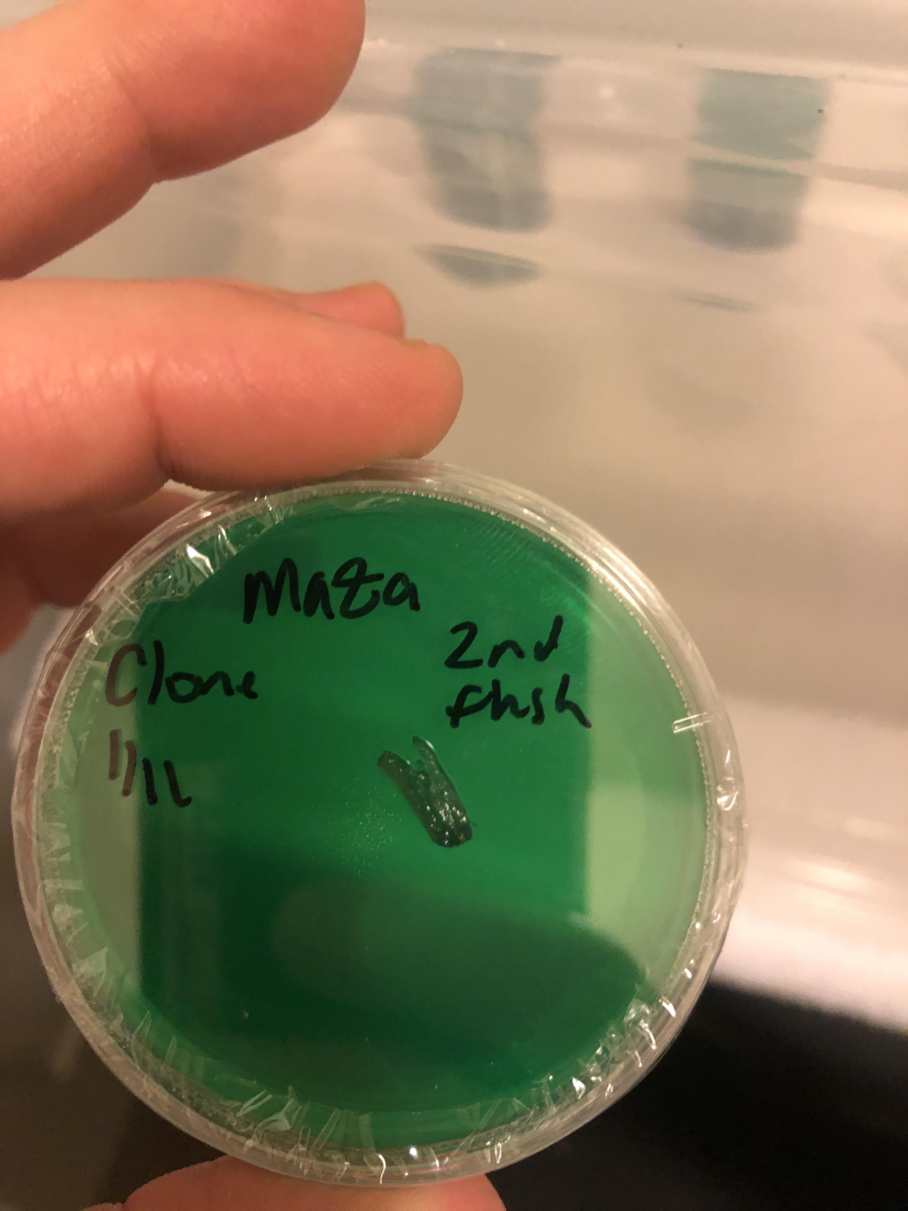 My first attempt at cloning. | Scrolller