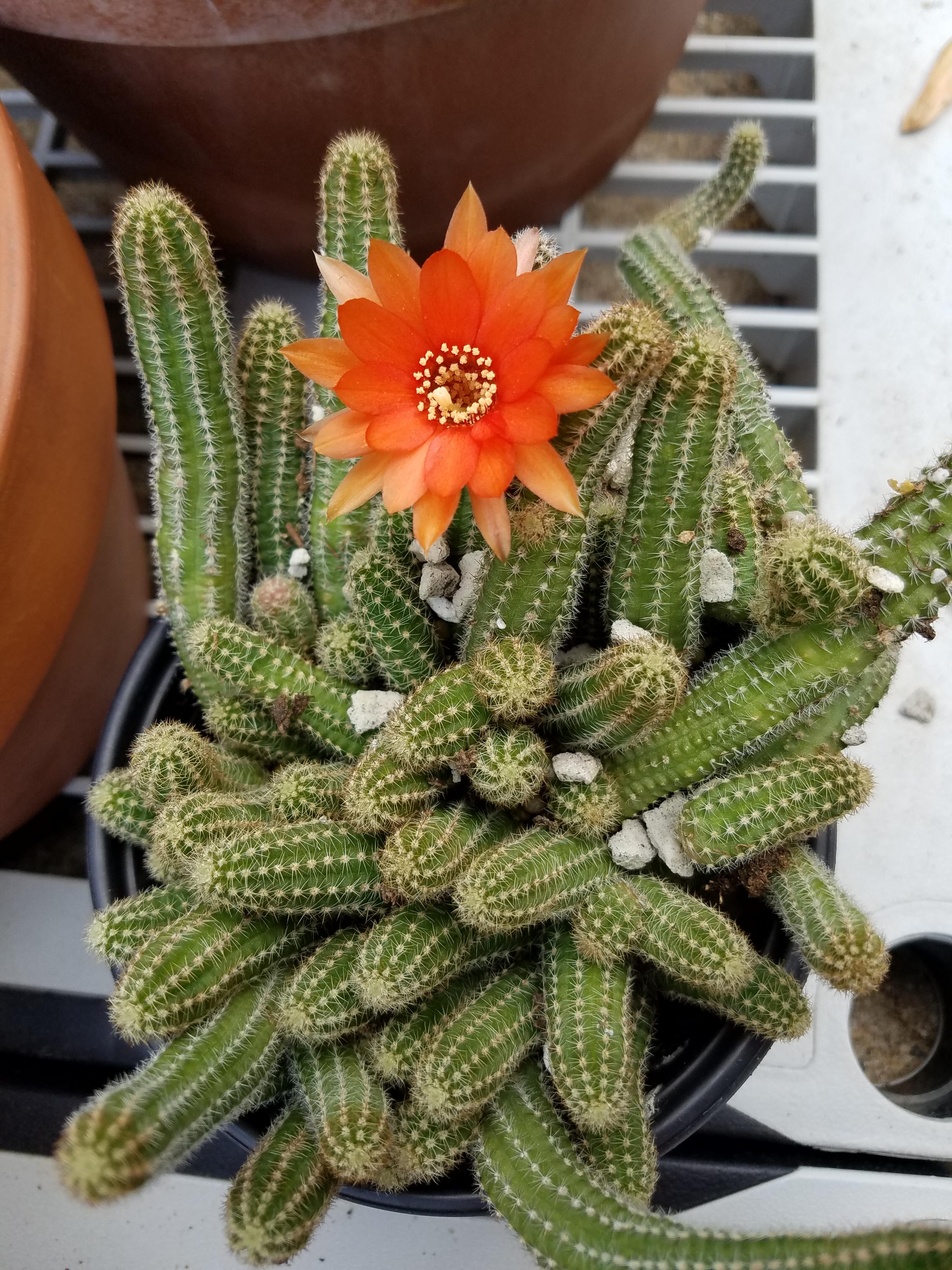 My first chamaecereus bloom! | Scrolller