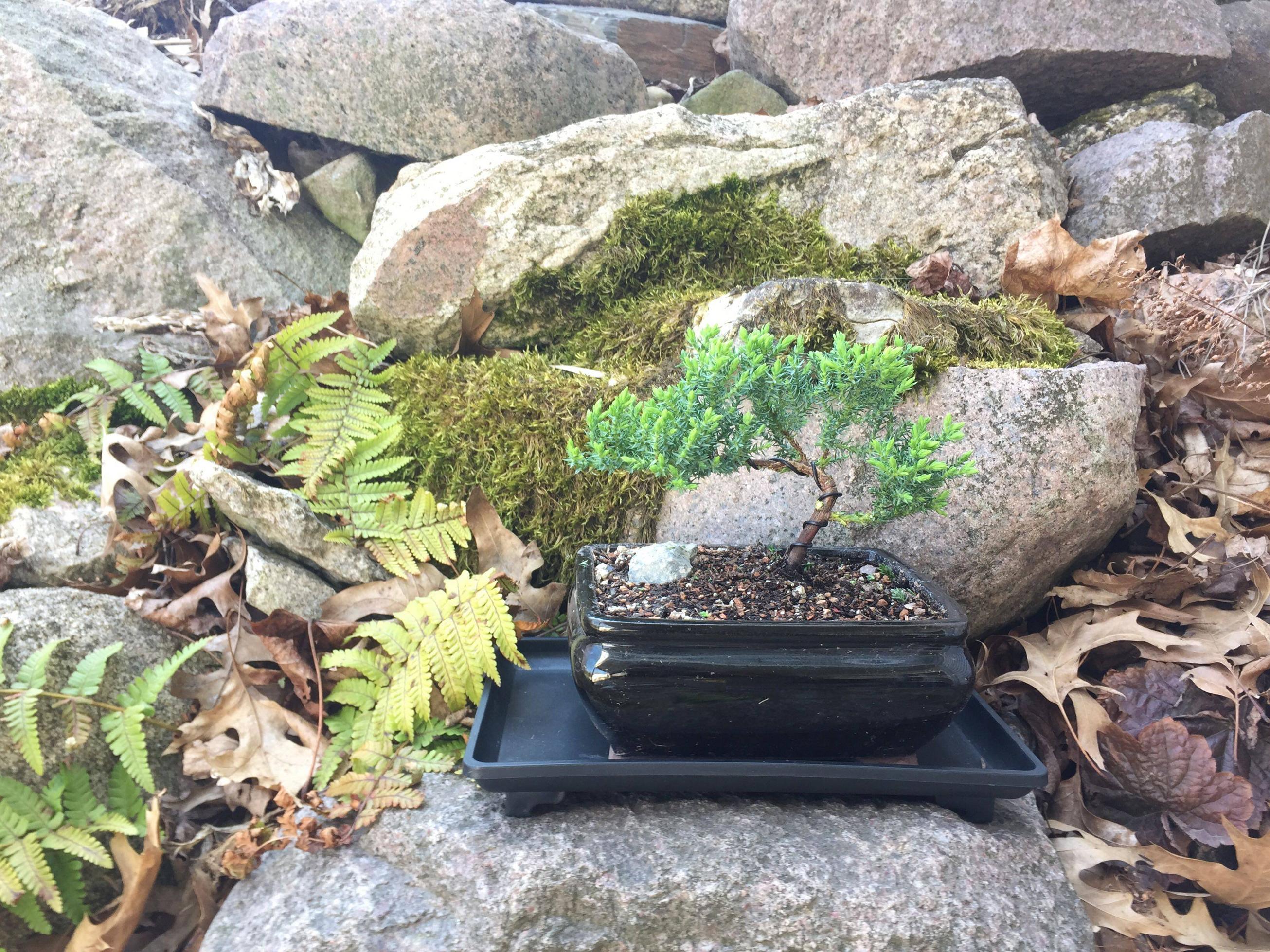 My first ever bonzai attempt | Scrolller