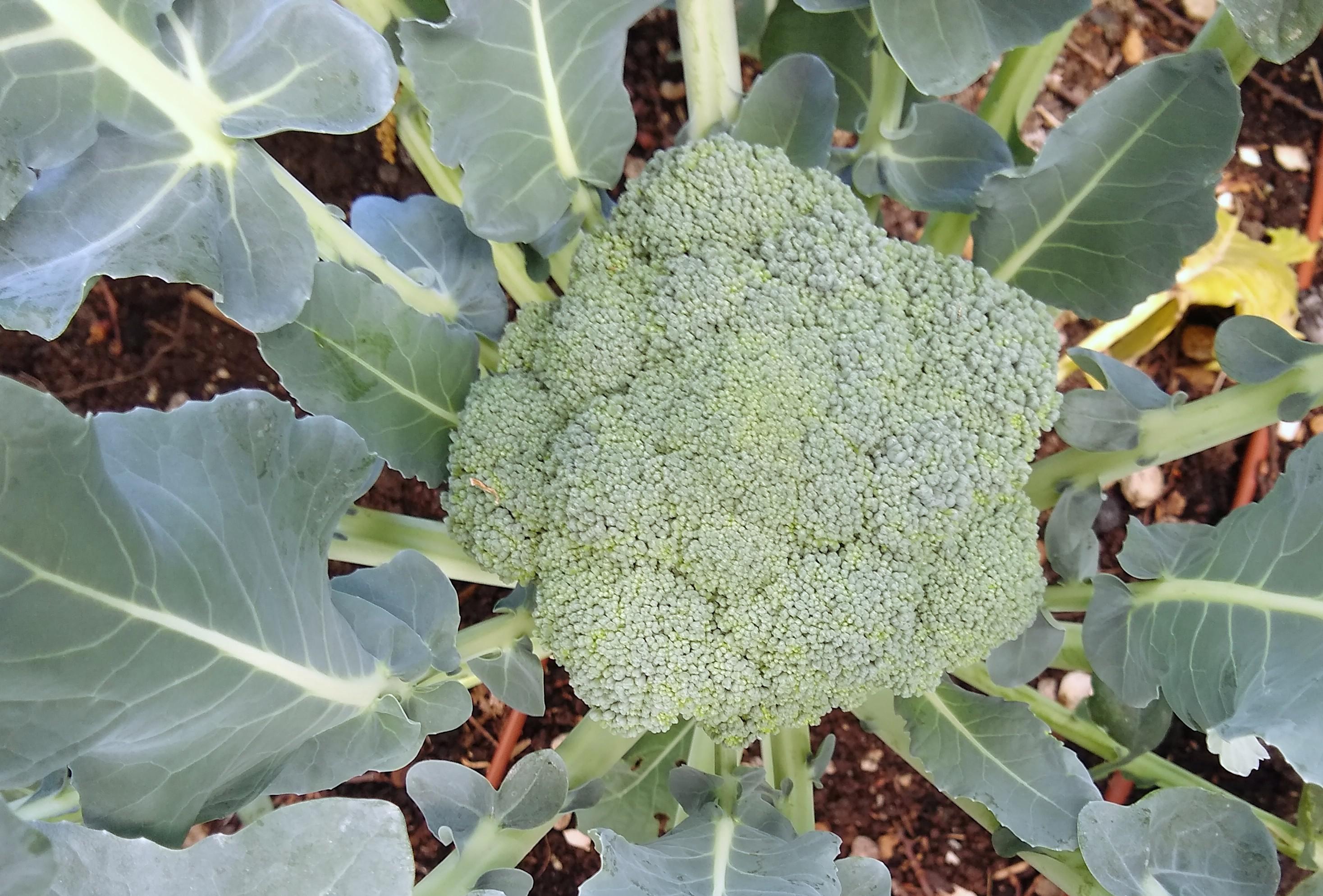 My first ever perfect broccoli | Scrolller