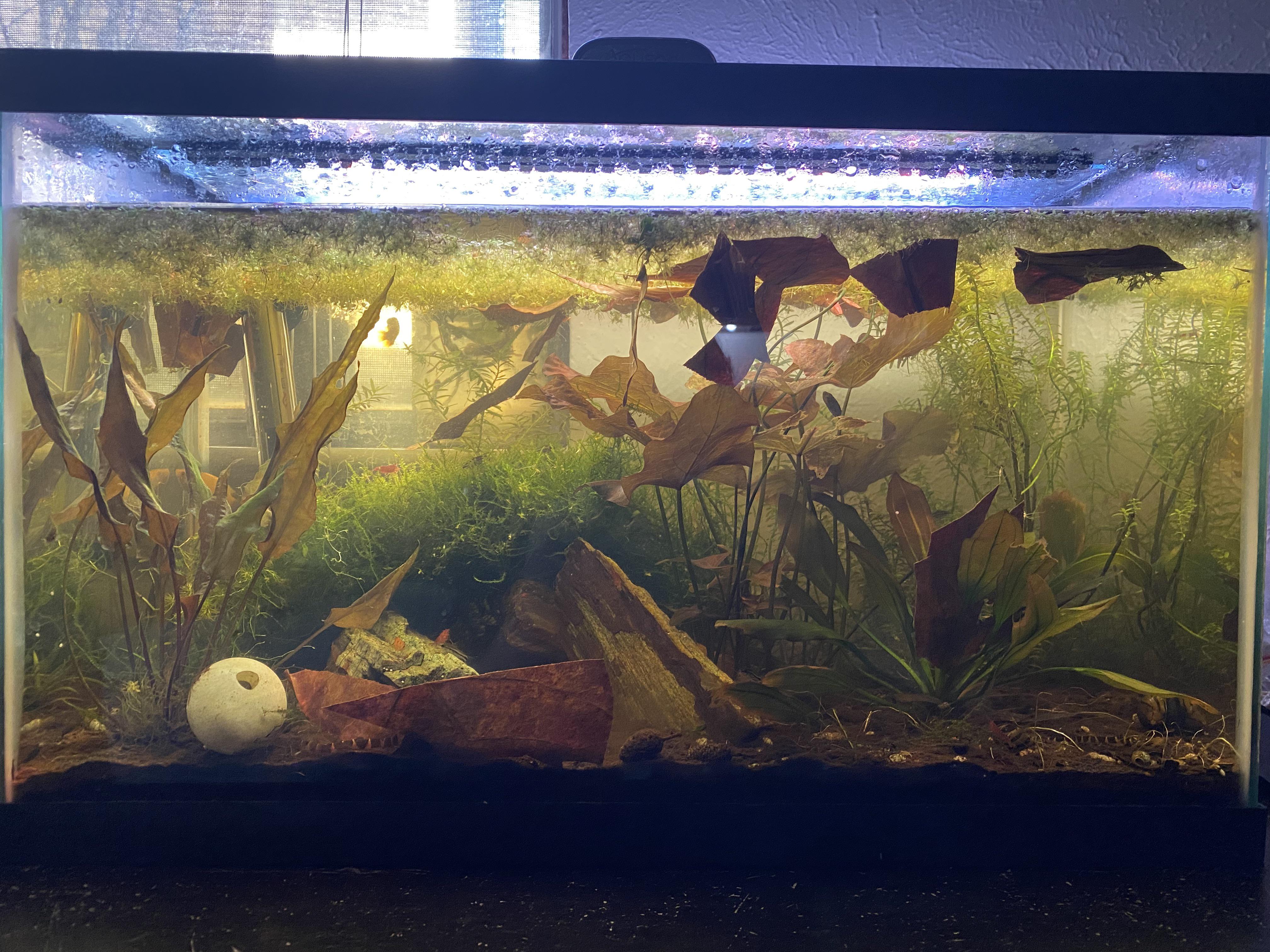 My first ever planted and walstad tank. Been going strong for almost four years now. Very proud ...