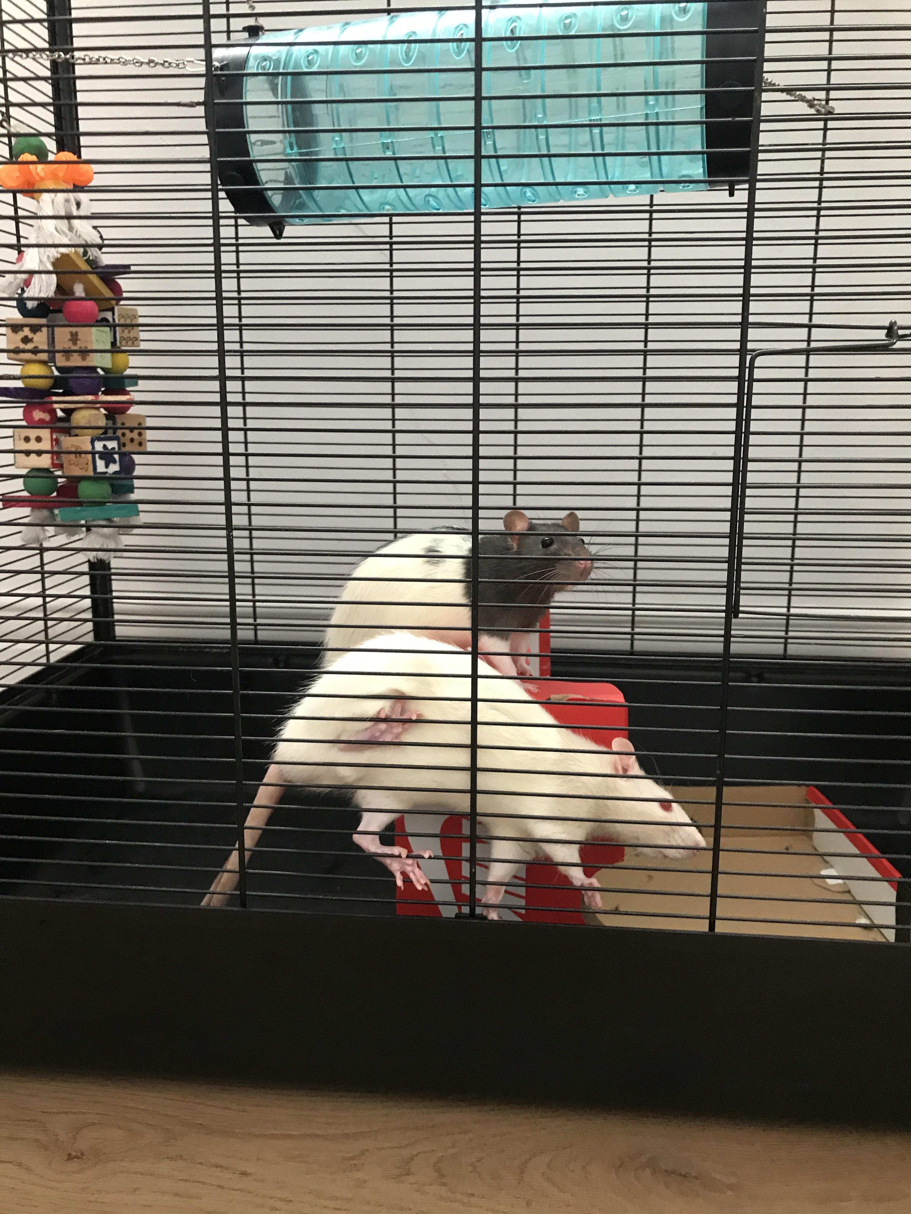 My first ever rats. Meet Monty and Remy!(this isn’t their current cage, I’ve added a lot more ...