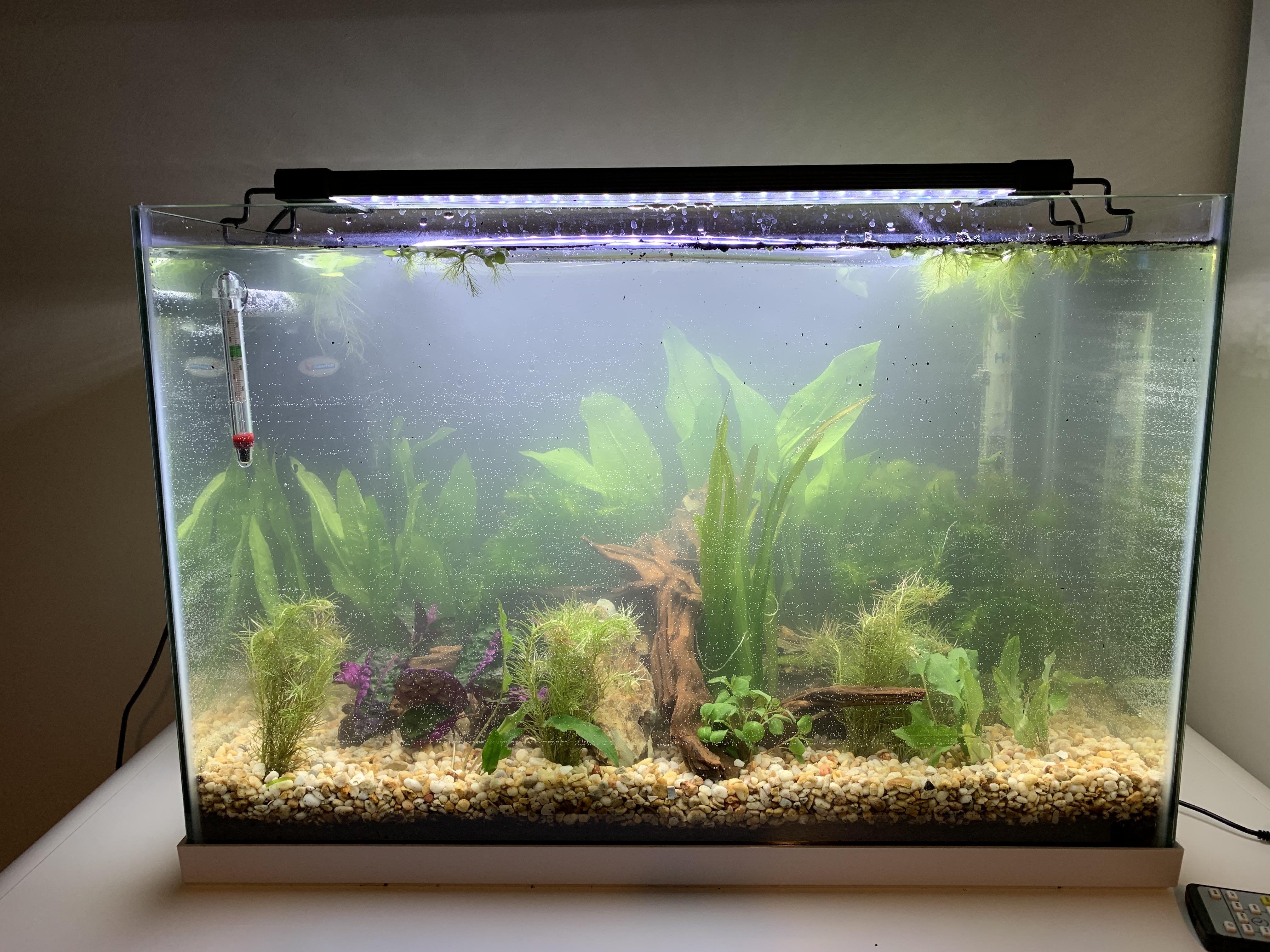 My first ever walstad tank | Scrolller