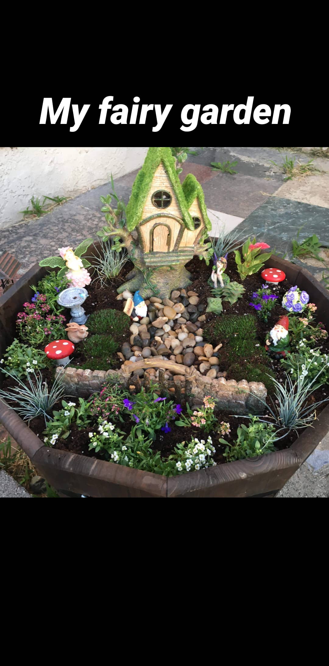 My first fairy garden | Scrolller