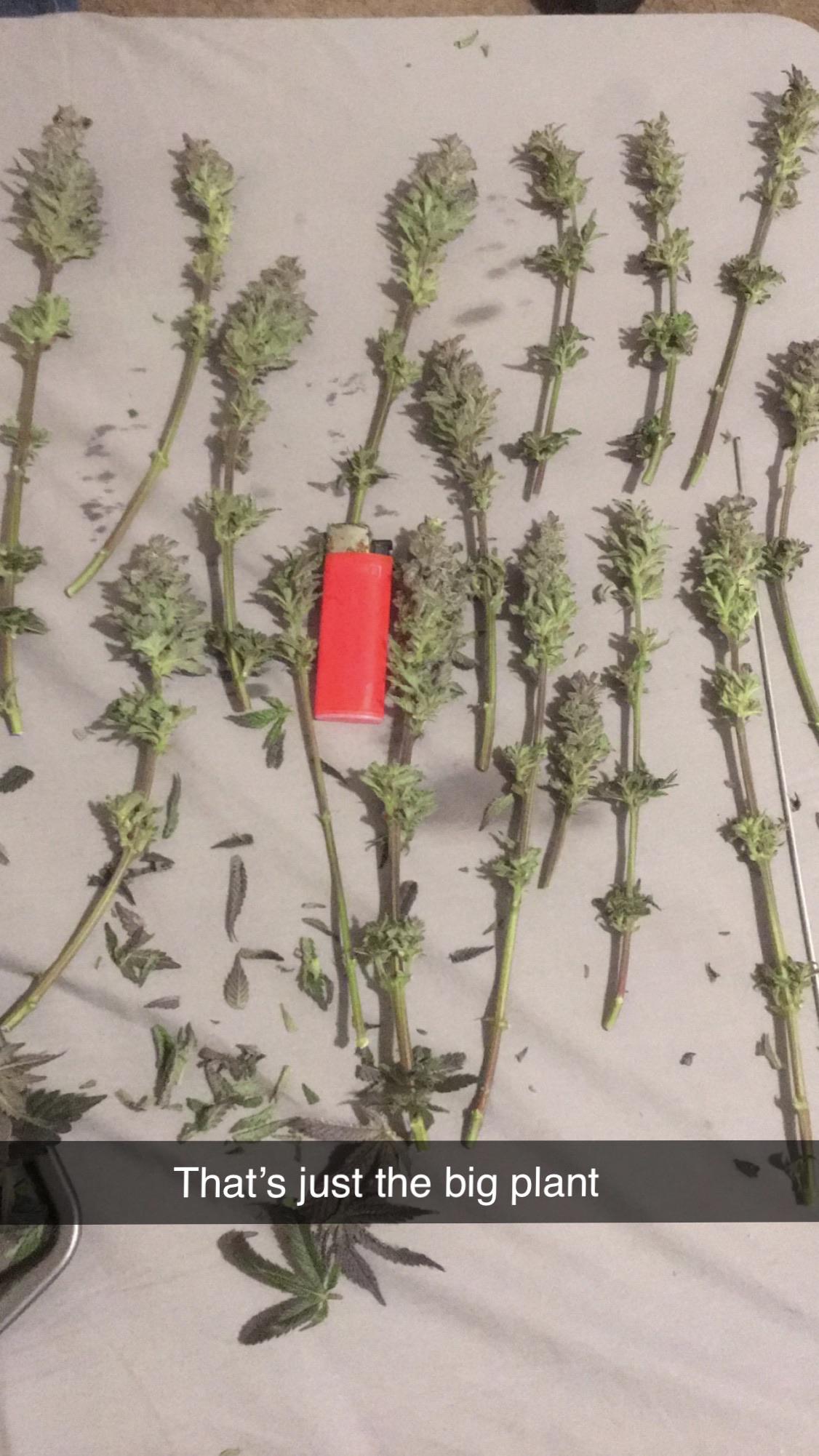 My first grow second plant! This one was bigger, but the buds seem more compact. | Scrolller