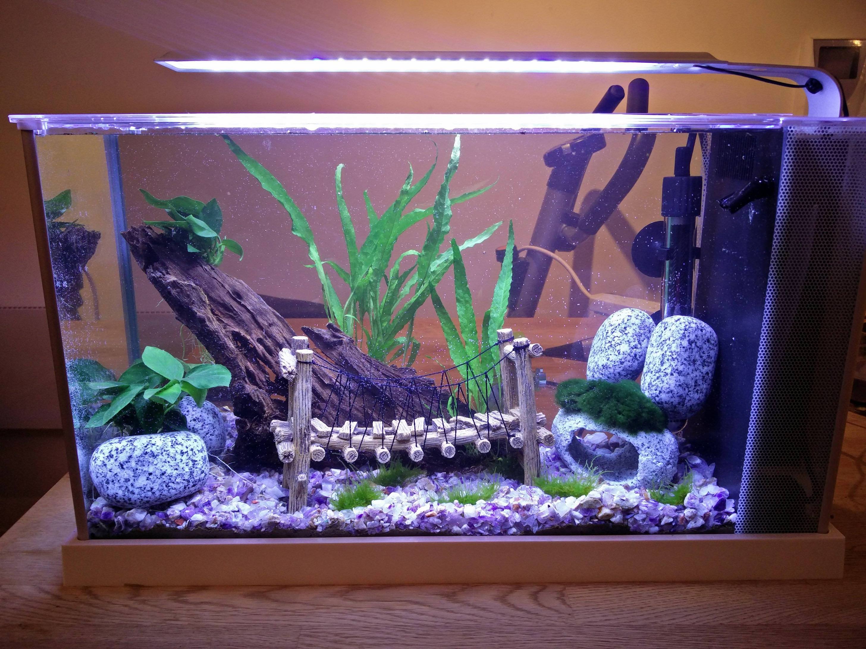 My first planted tank. | Scrolller