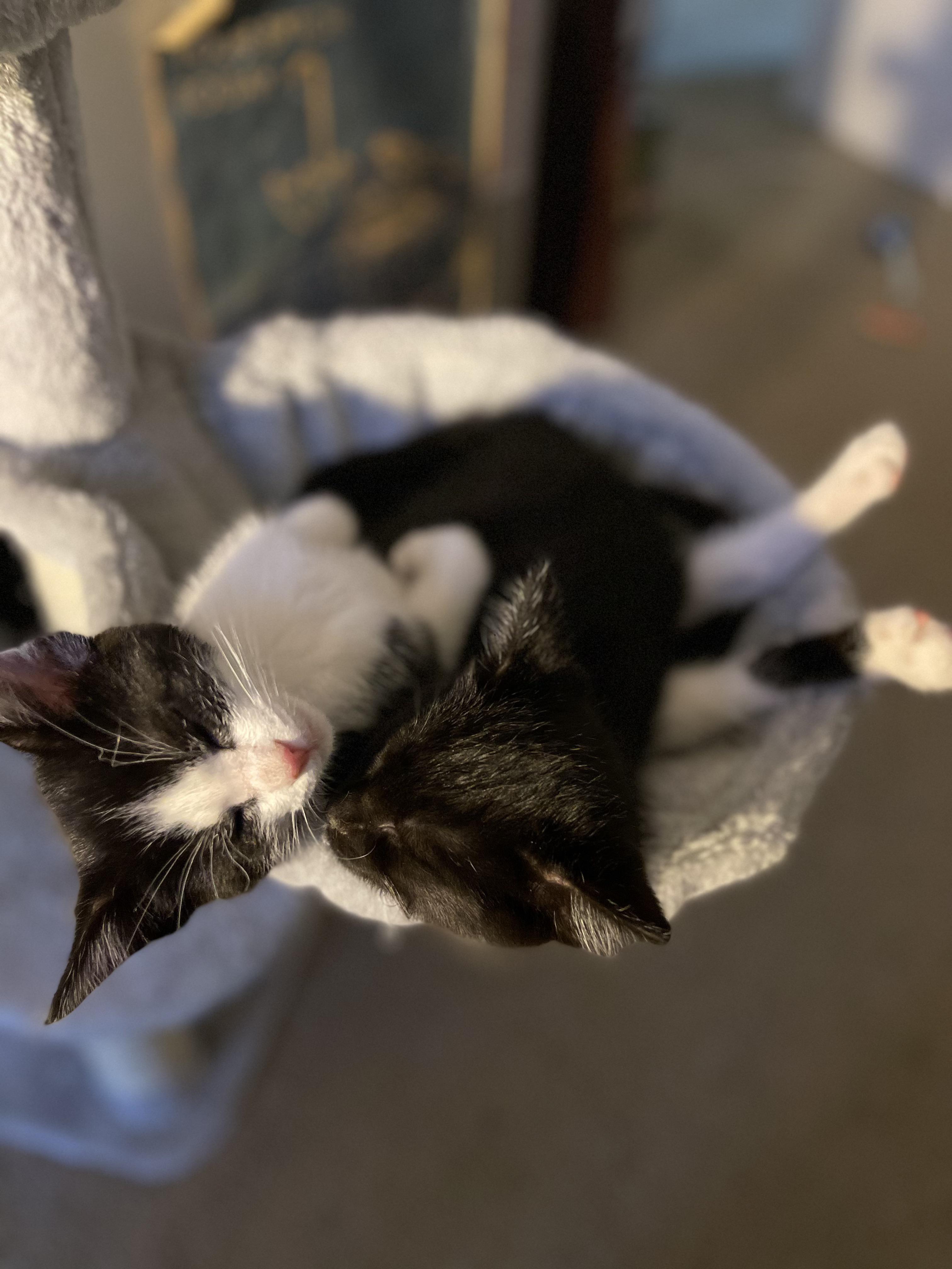 My first time owning a cat and these two brothers absolutely rule | Scrolller