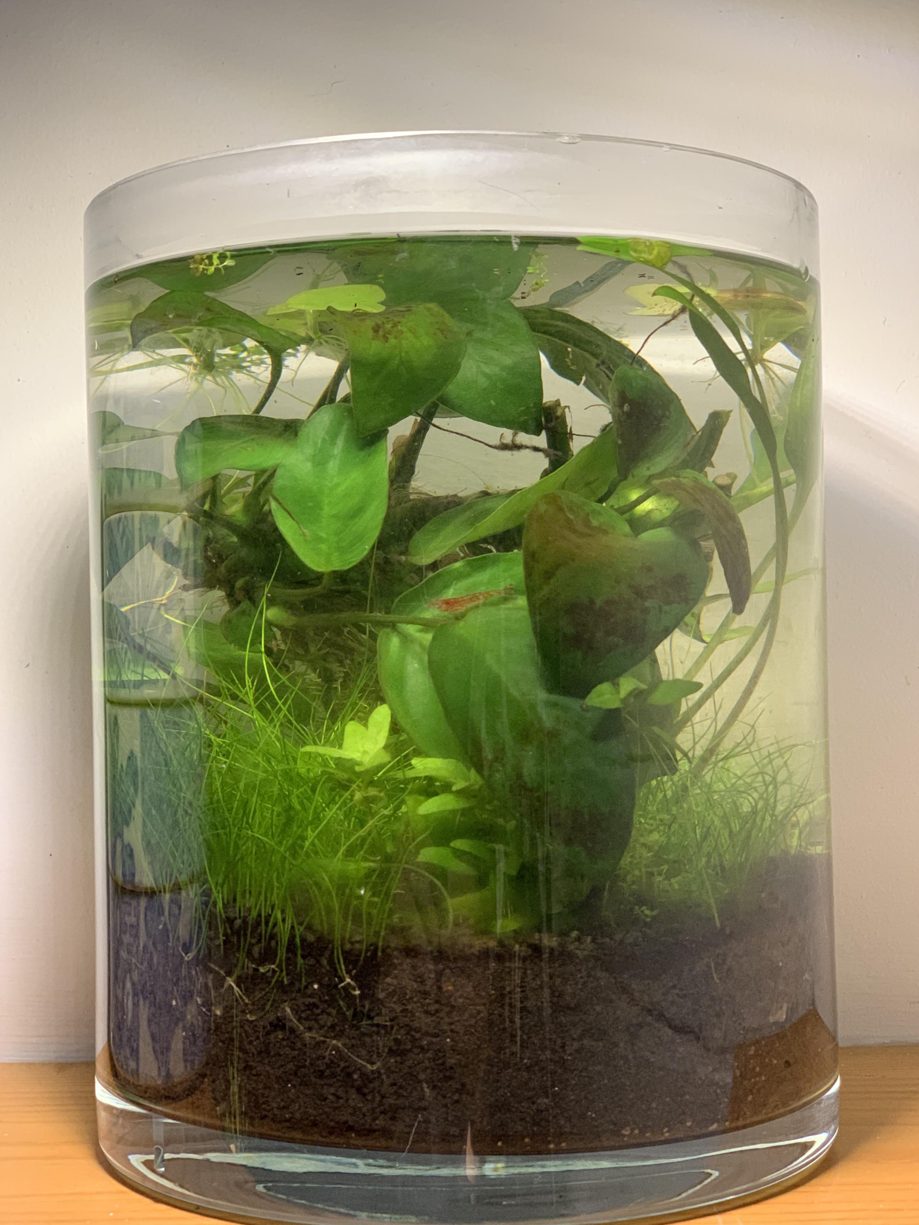 My first Walstad tank | Scrolller