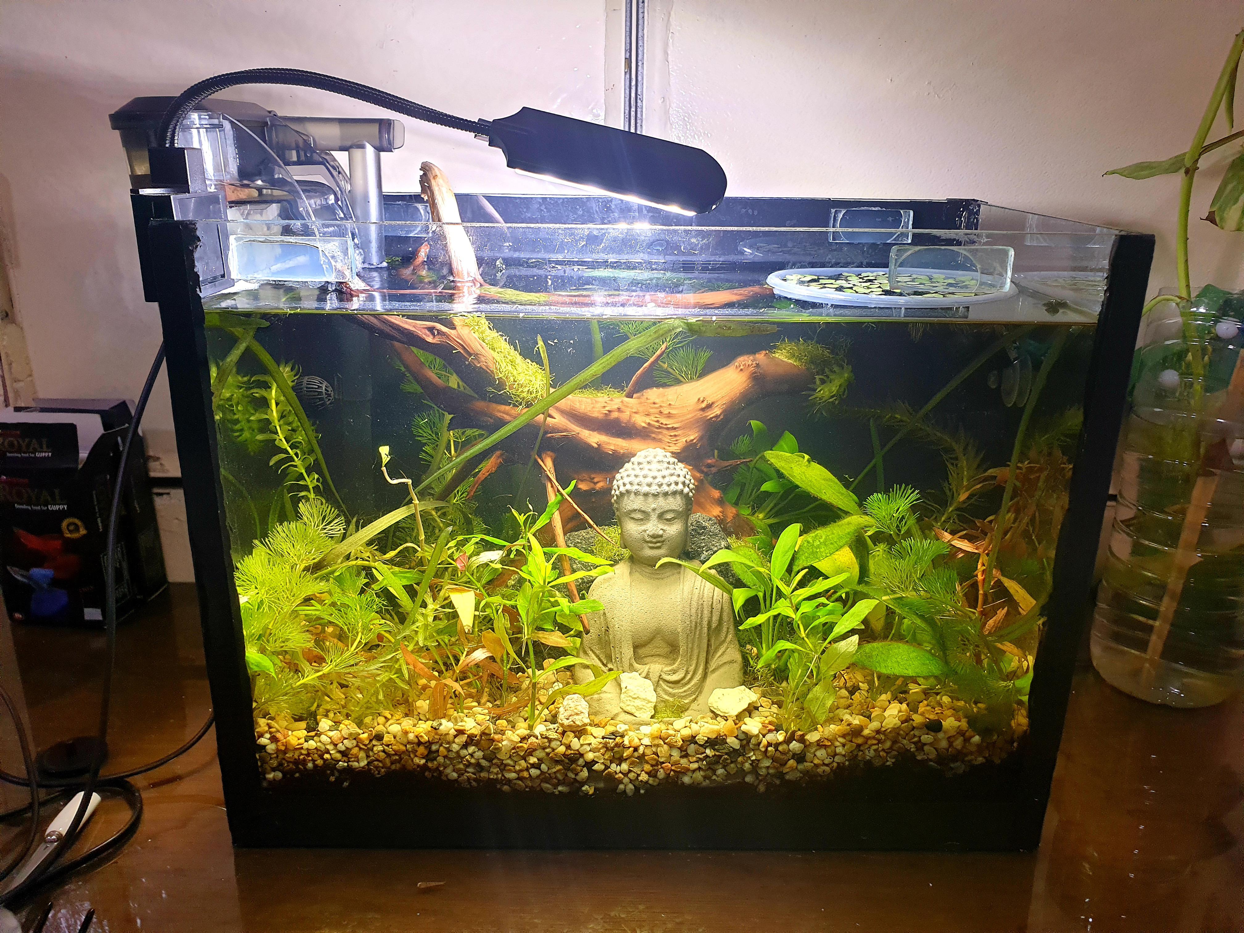 My first walstad tank. | Scrolller