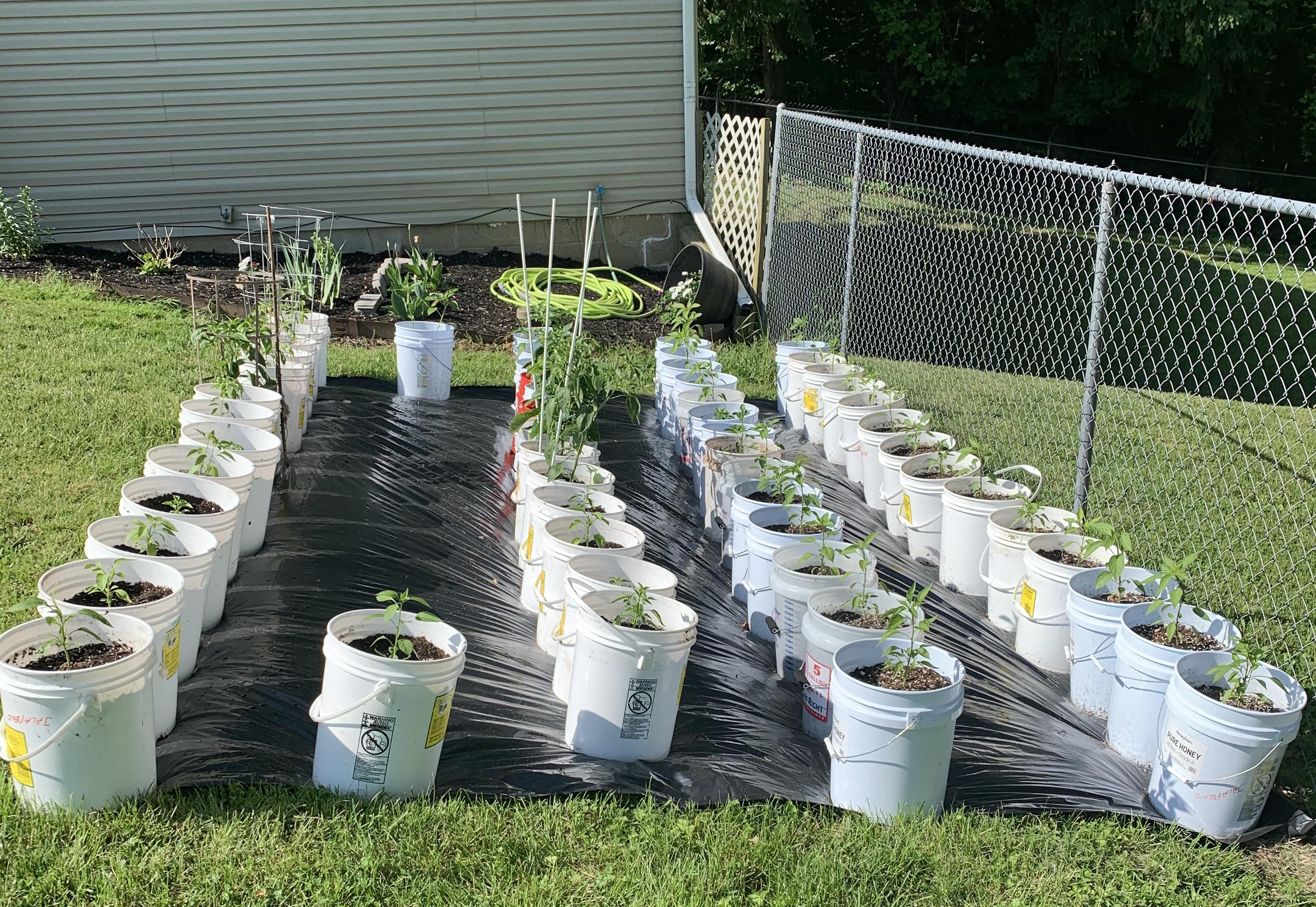 My first year growing. | Scrolller