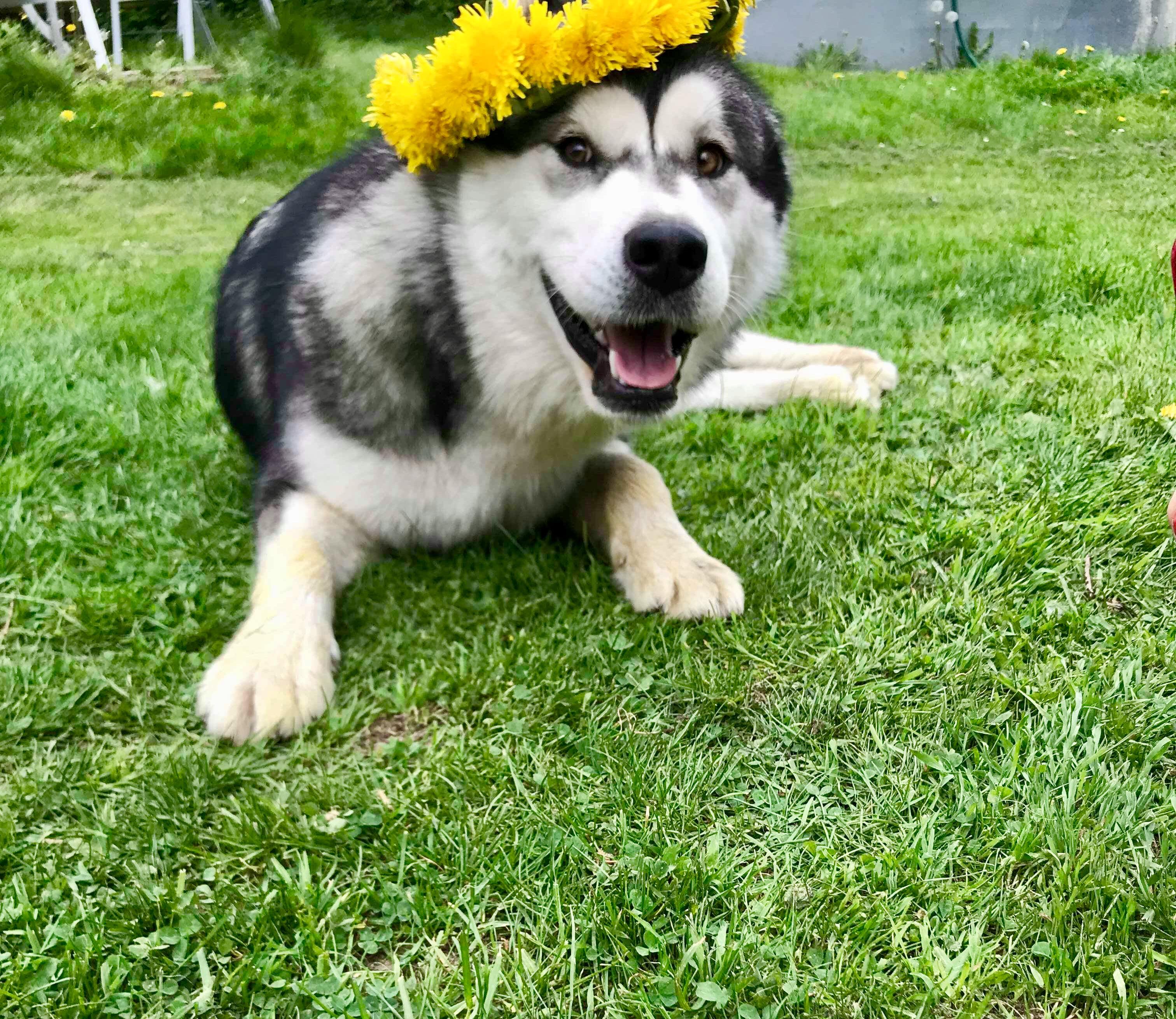 My flower princess Maya 🥰 | Scrolller