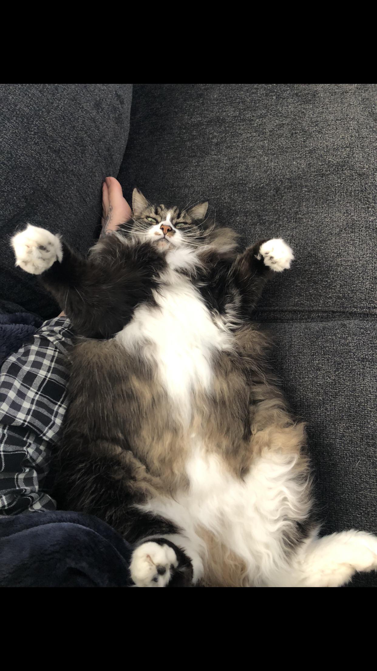 My fluffy girl | Scrolller