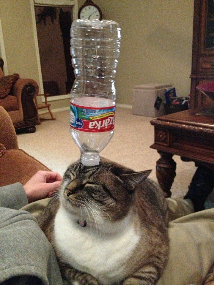 My friend asked me what was wrong with his cat... I don't think there's anything wrong with him ...