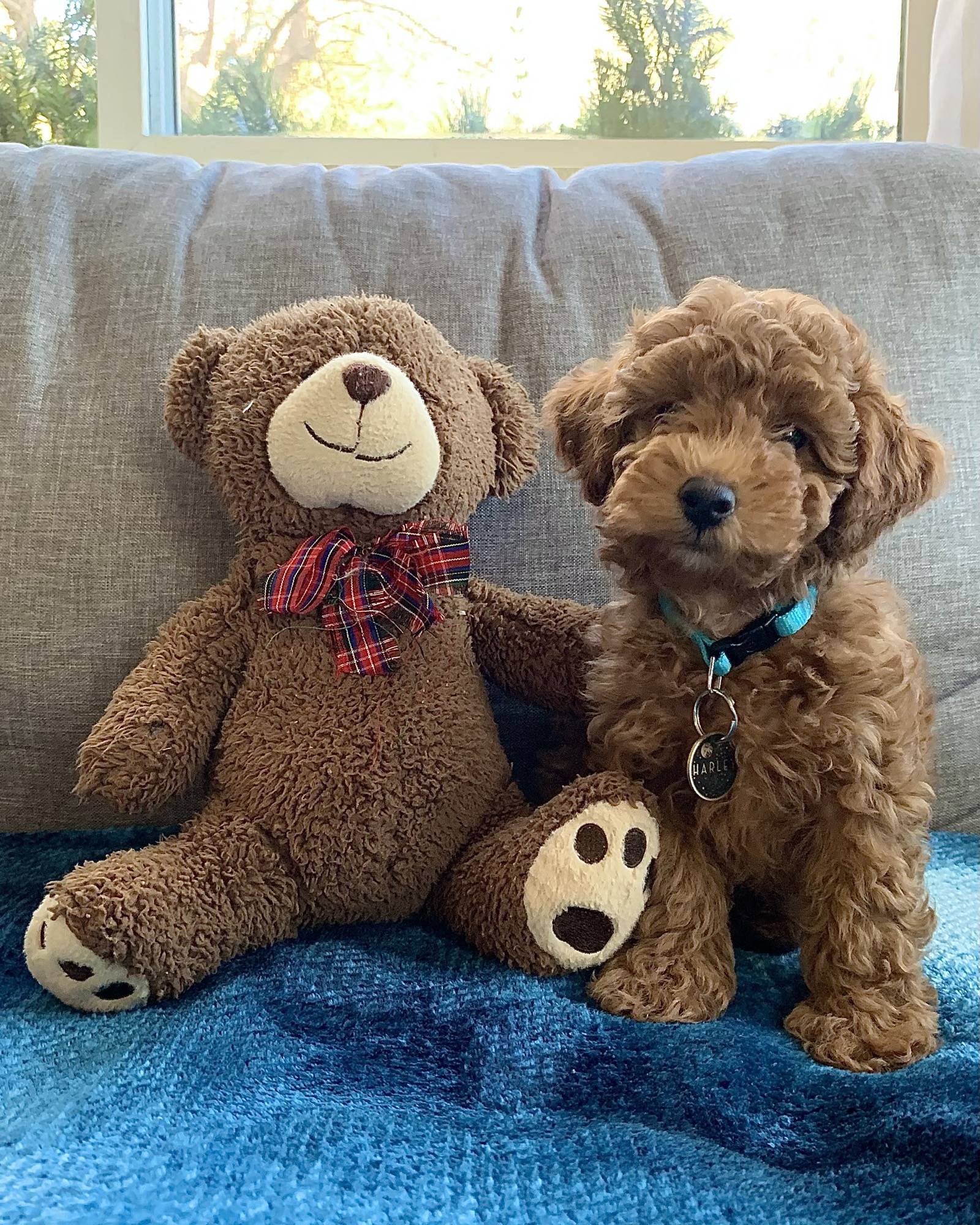 My friend’s toy poodle puppy next to a stuffed animal. | Scrolller