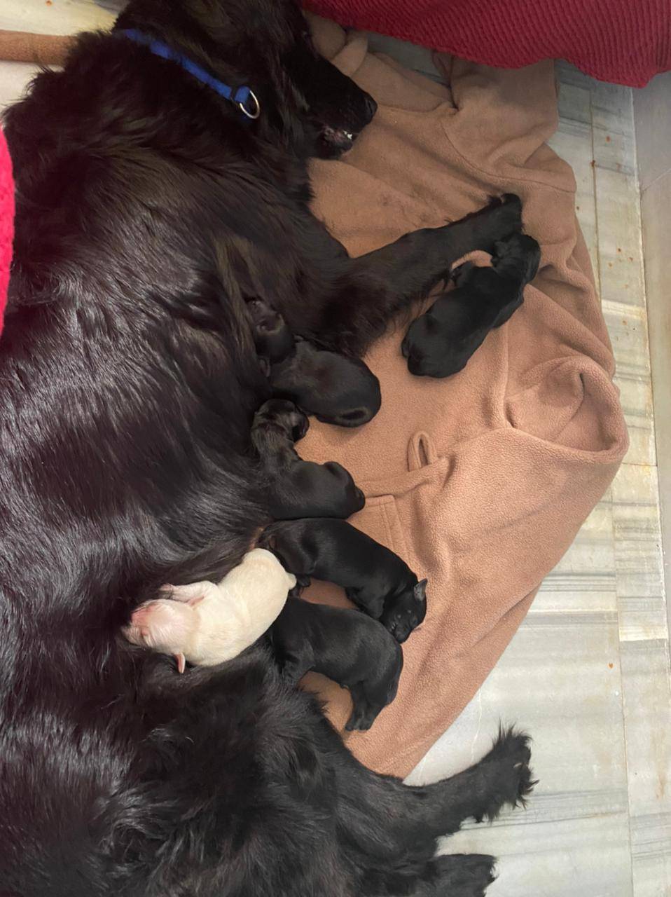 My friend's black lab had one SHINY! | Scrolller