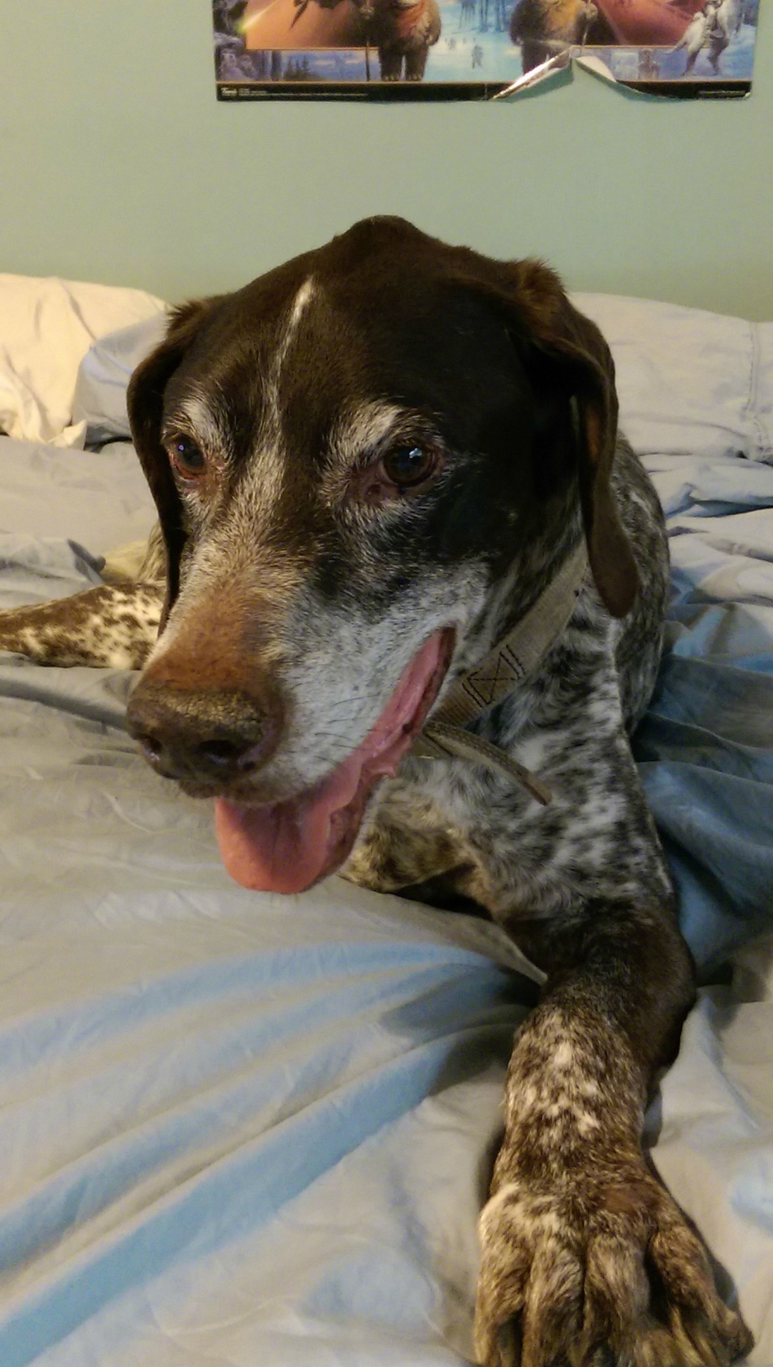 My German Shorthaired Pointer, Lefty | Scrolller