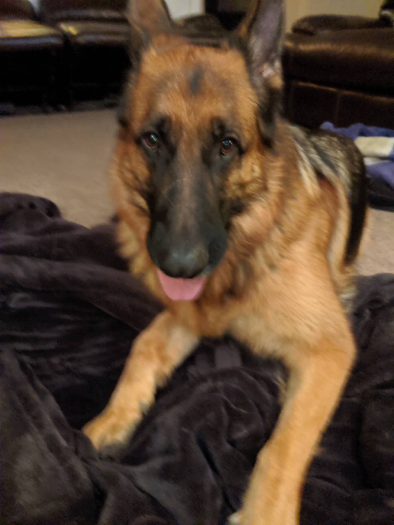 My Germany Shepard | Scrolller