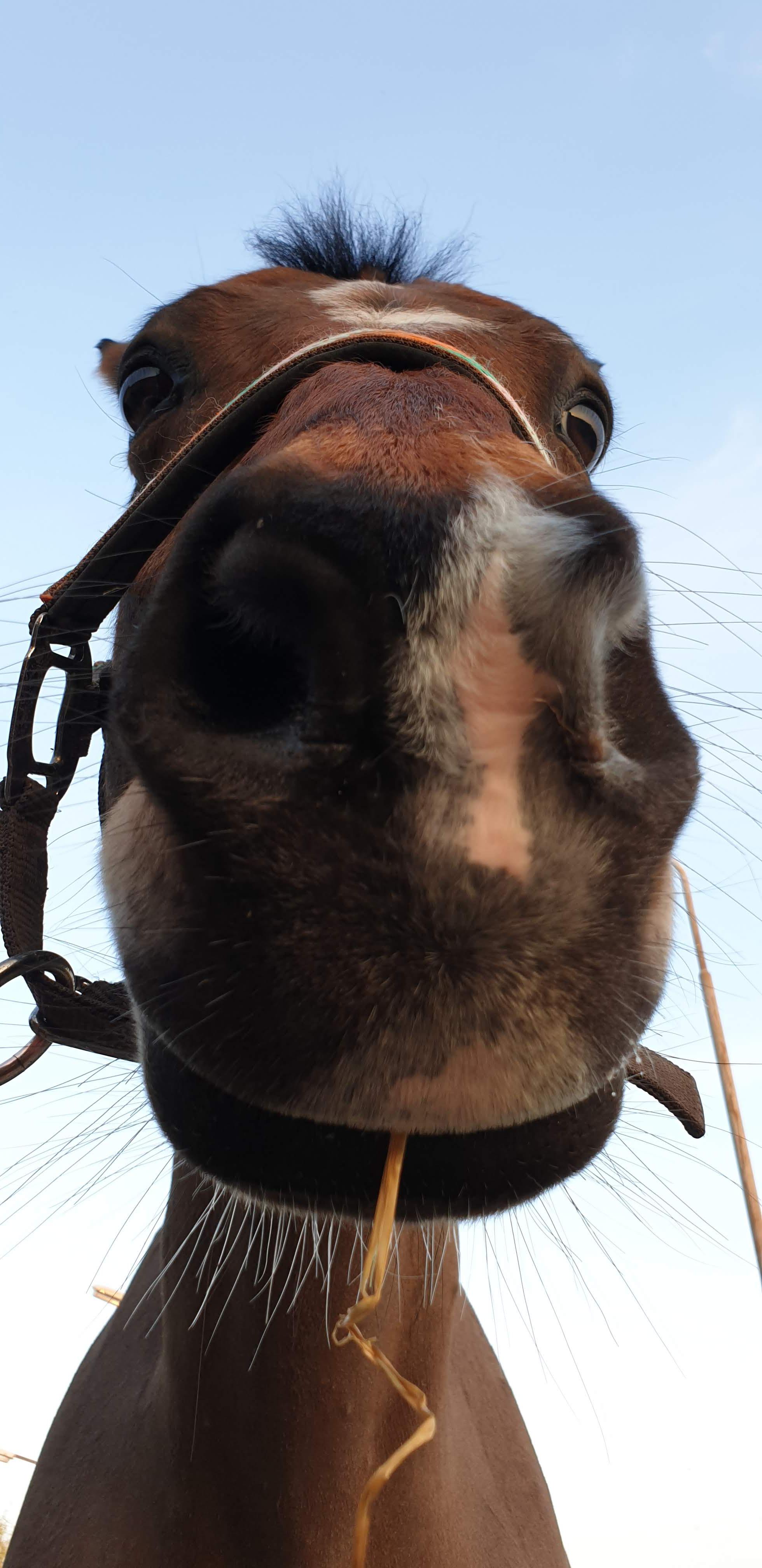 My GF photogenic pony | Scrolller