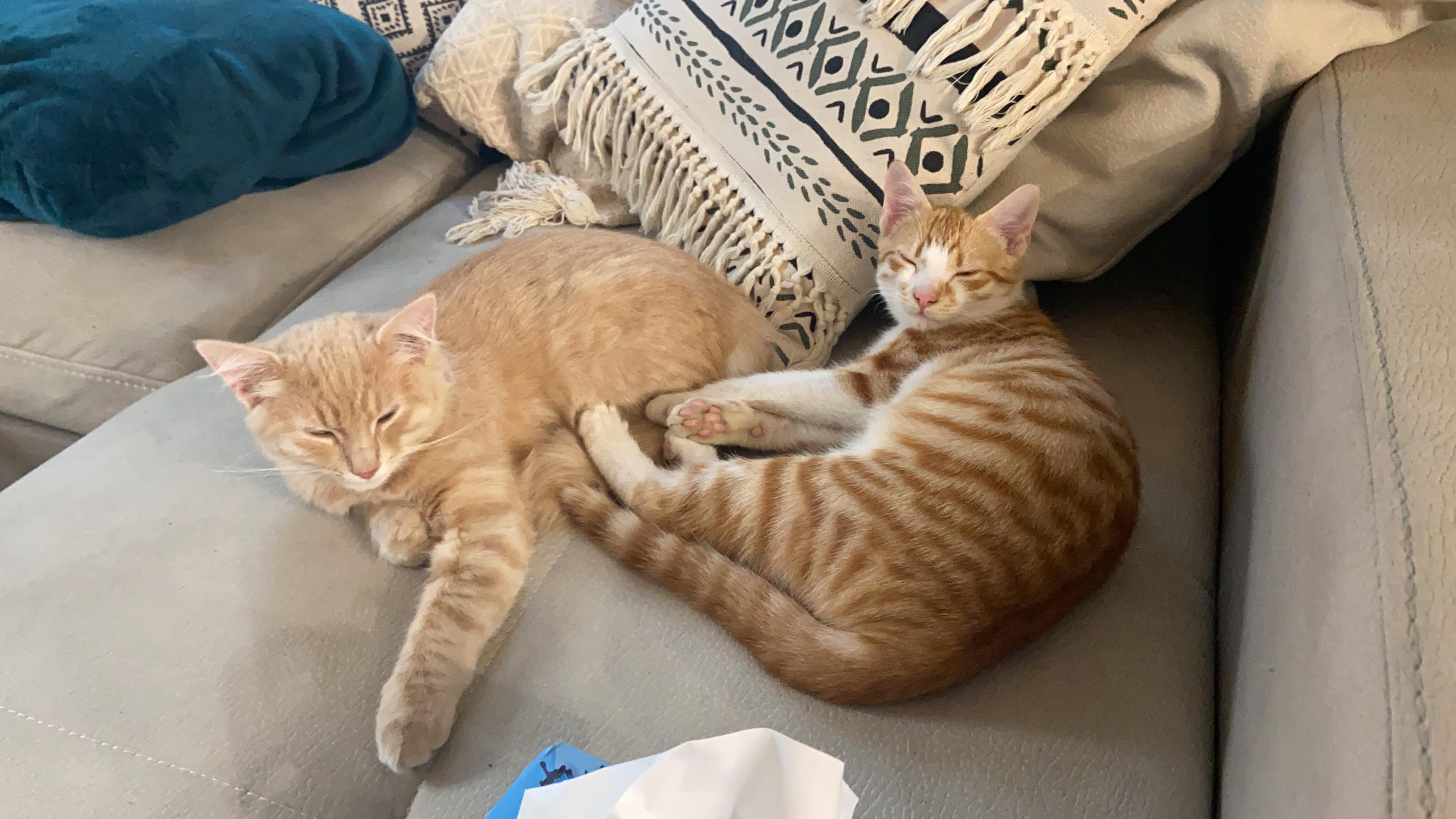 My ginger bros | Scrolller