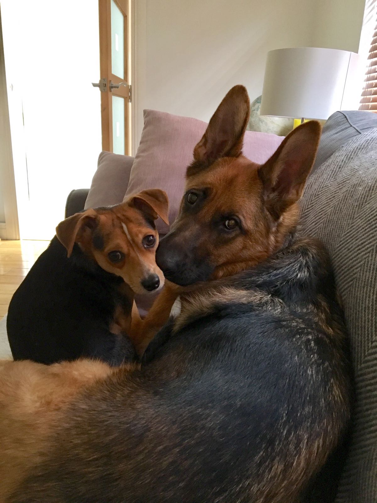 My girl Sali and her little bud Archie. | Scrolller