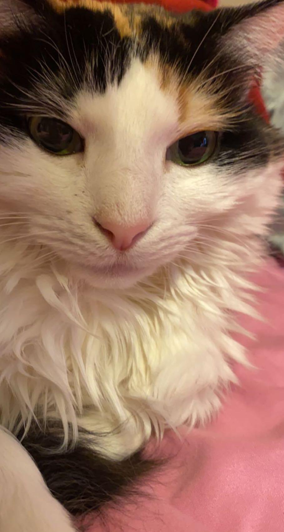 My girlfriends cat! I give her constant belly rubs | Scrolller