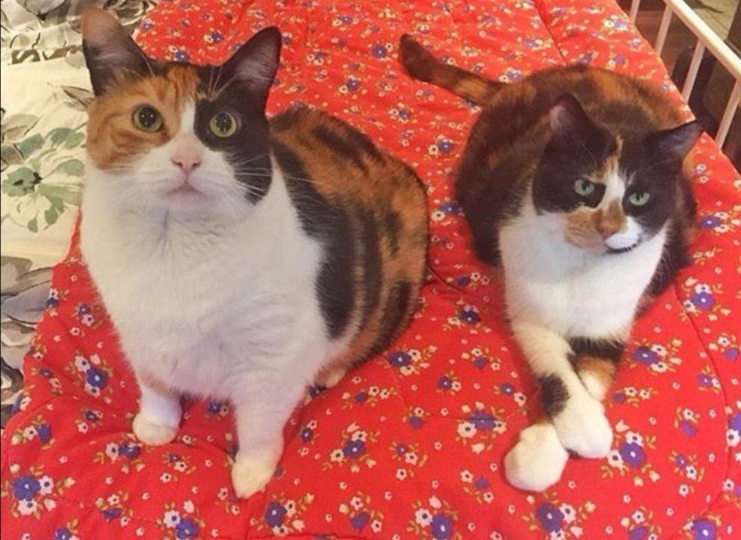 My Girls Scrolller