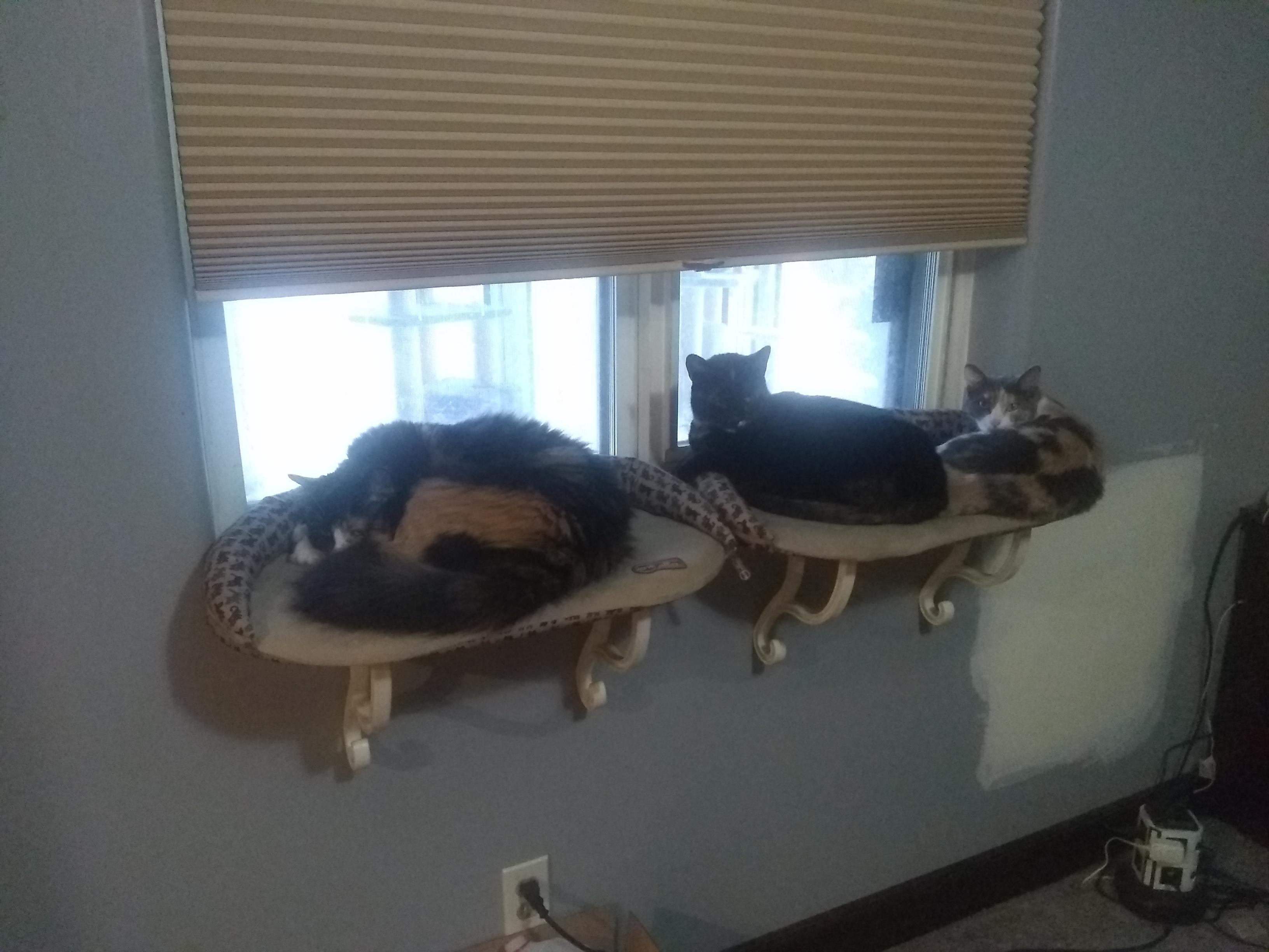 My girls having nap time. | Scrolller