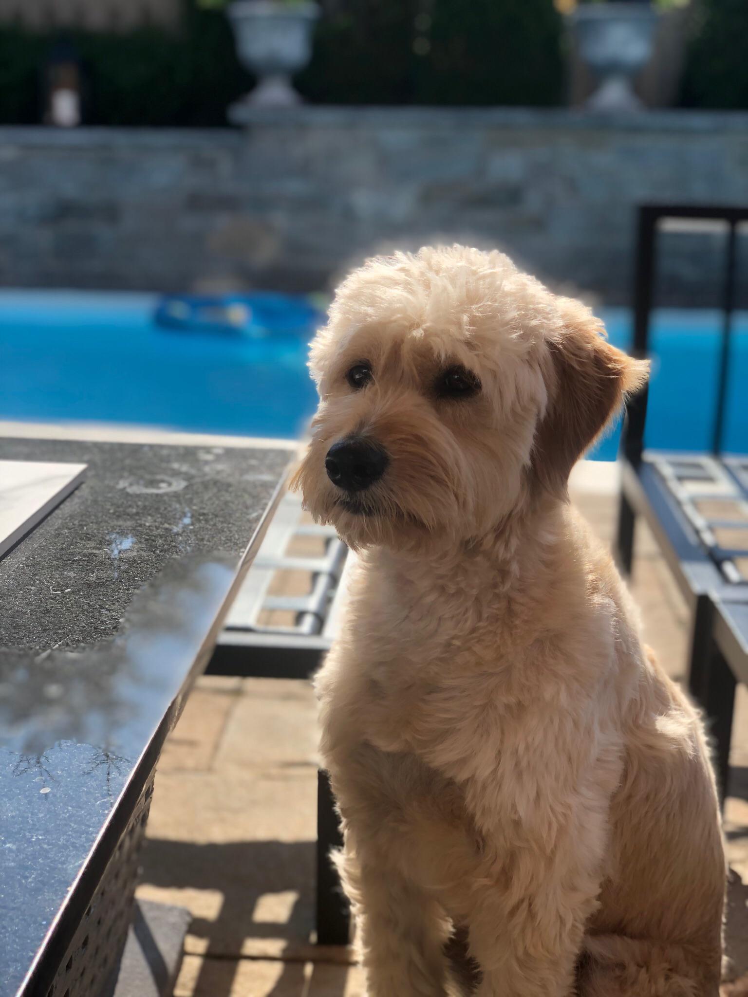 My golden doodle, Dublin. | Scrolller