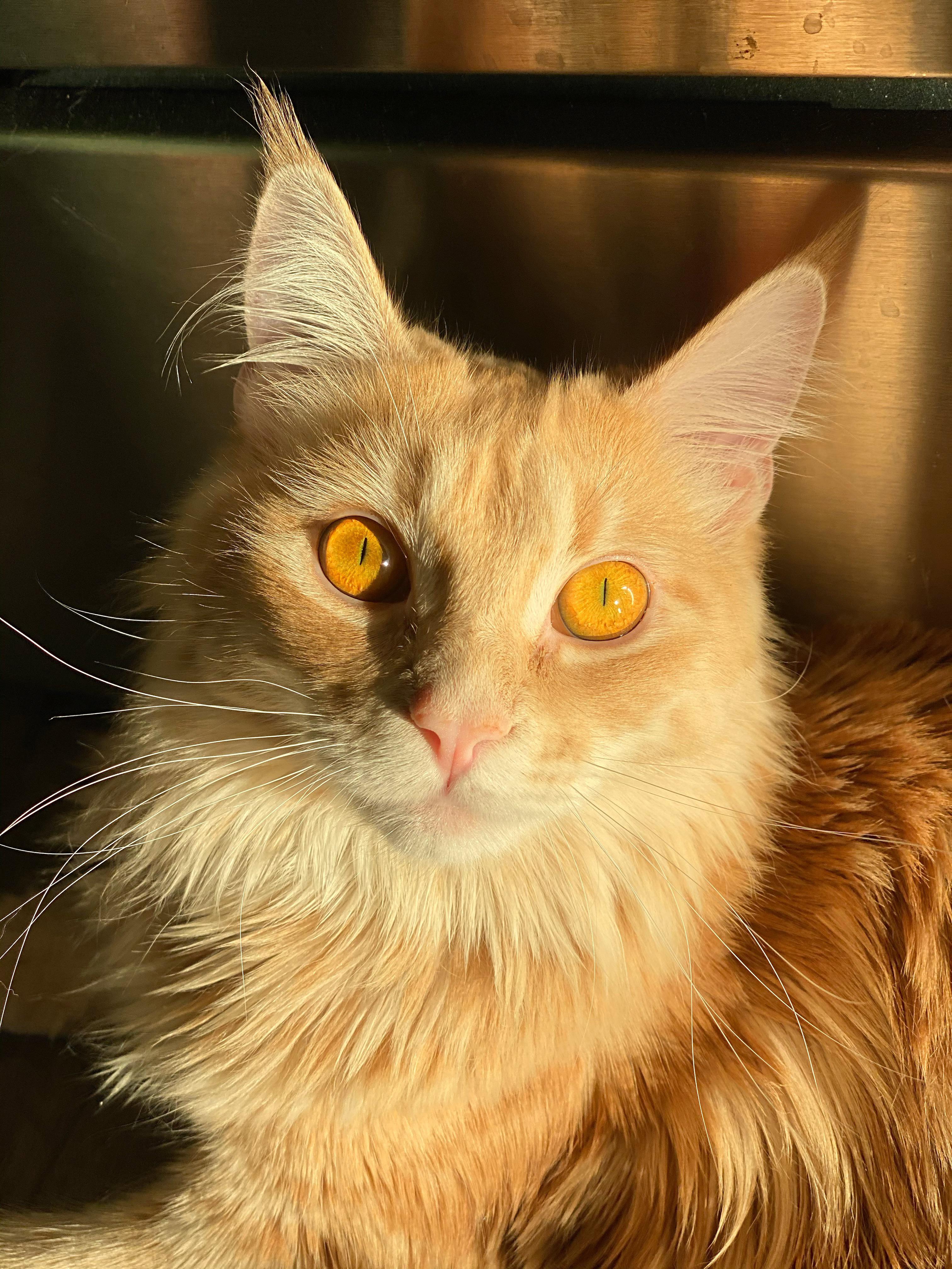 My golden hour lady, Hestia 🌇 | Scrolller