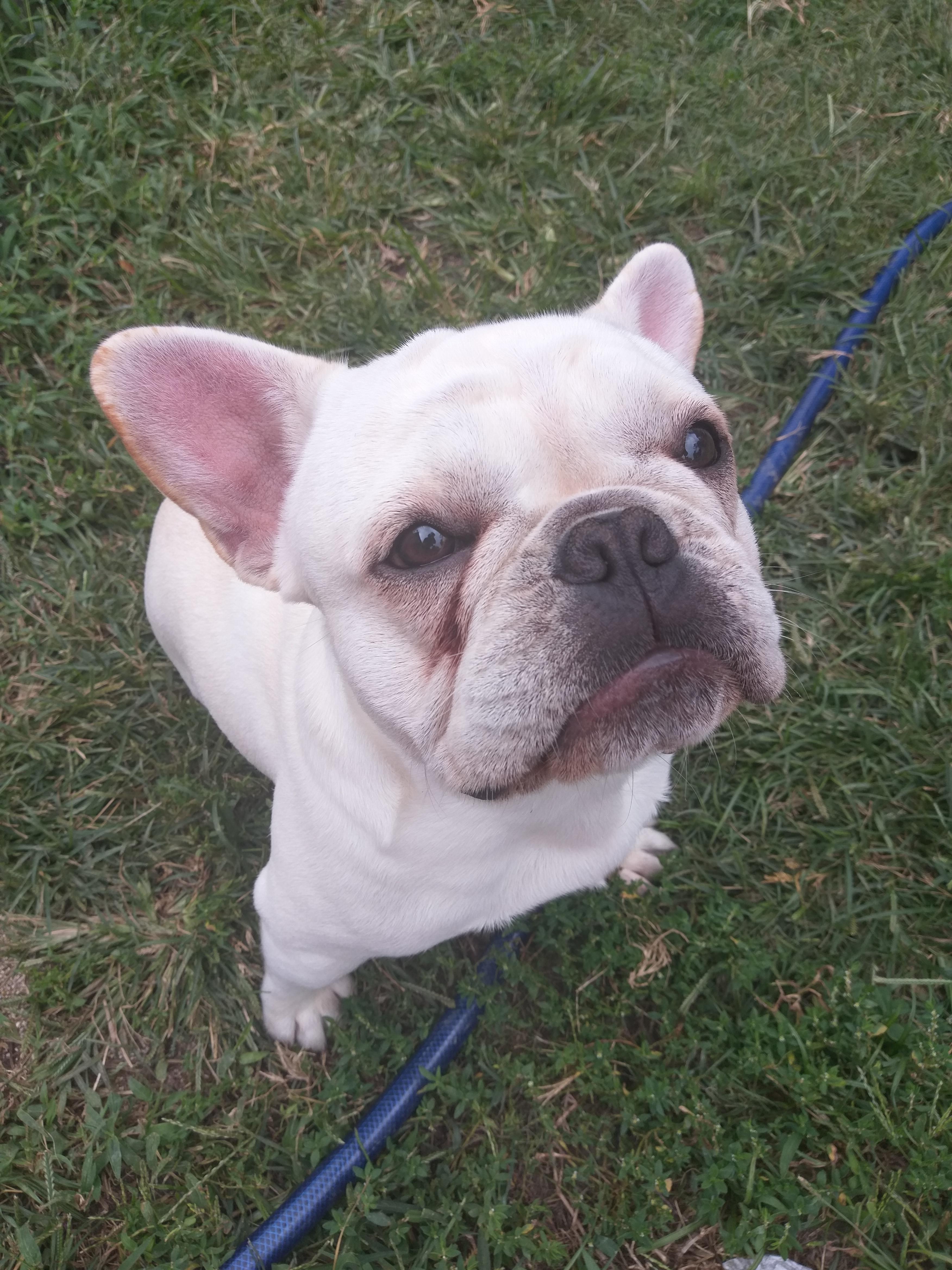 My goodest boy, Dutch | Scrolller