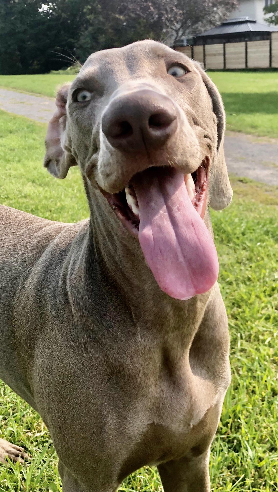 My goofball Chai | Scrolller