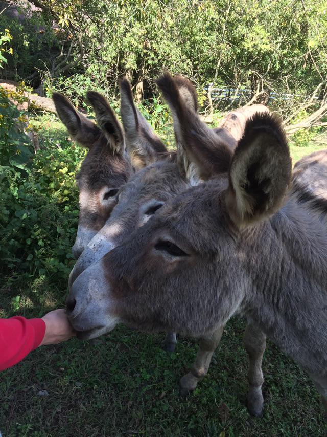 My grandmas neighbors donkeys! | Scrolller