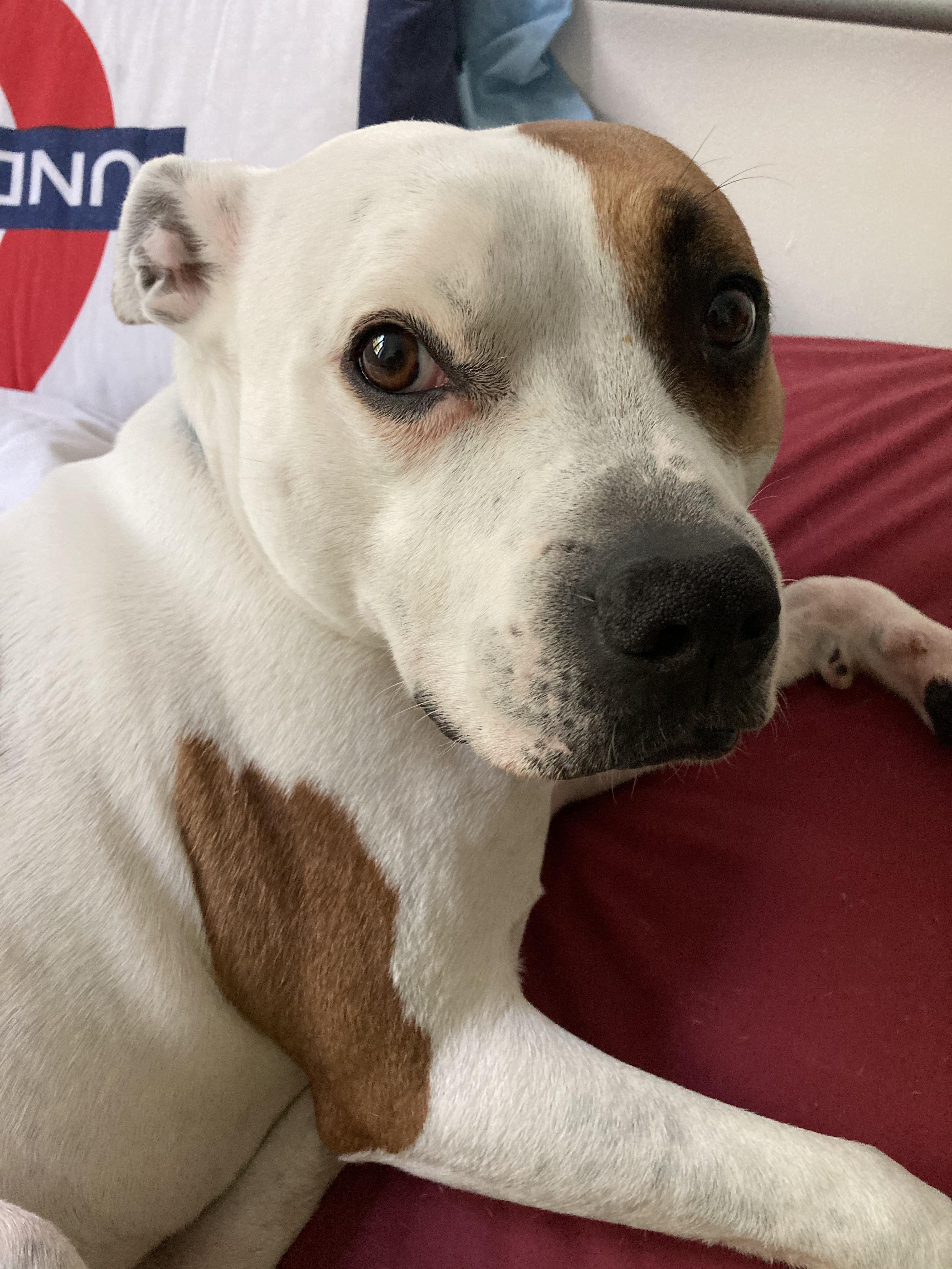 My handsome boy (looking guilty) | Scrolller