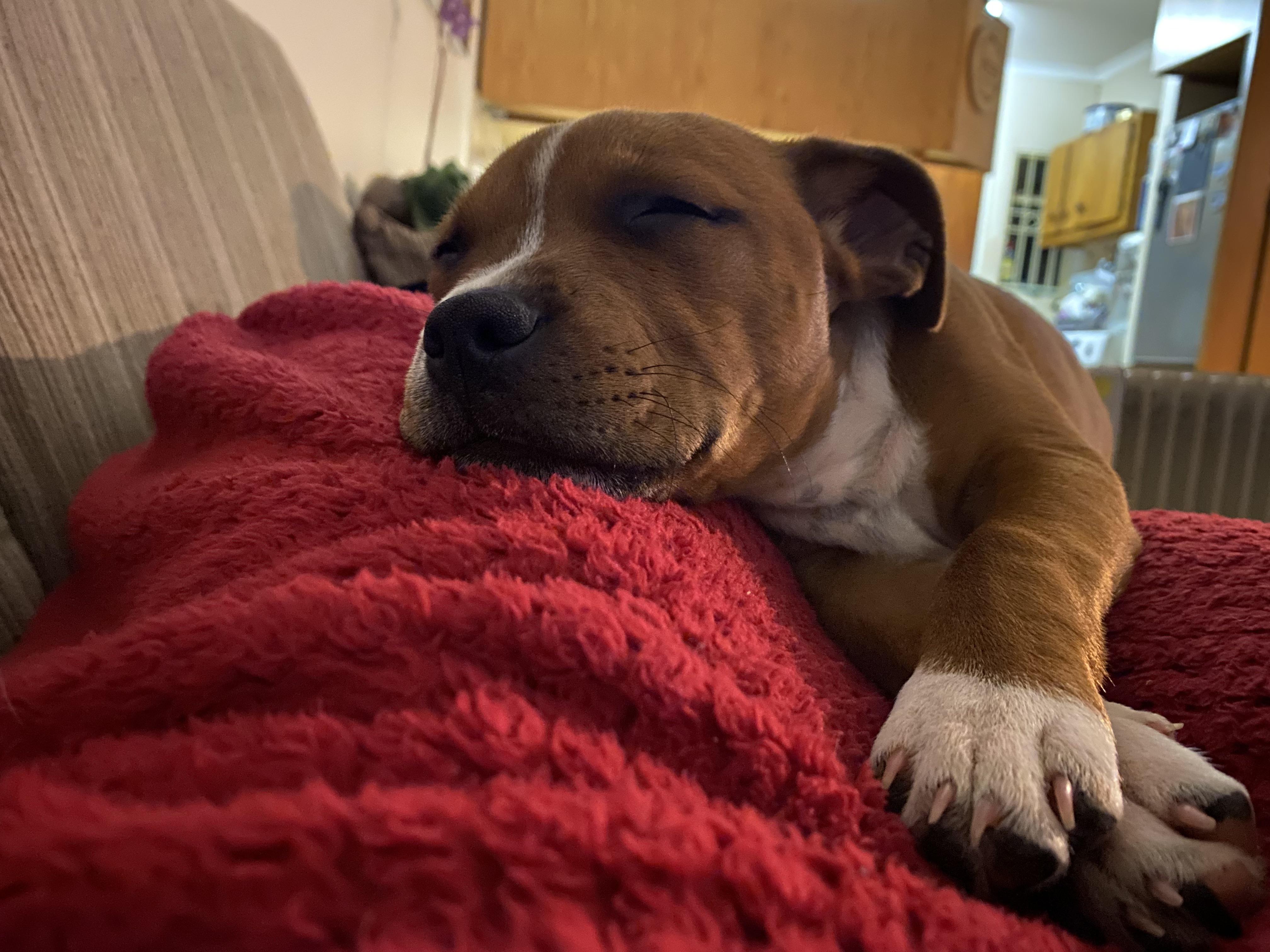 My handsome boy taking a nap | Scrolller