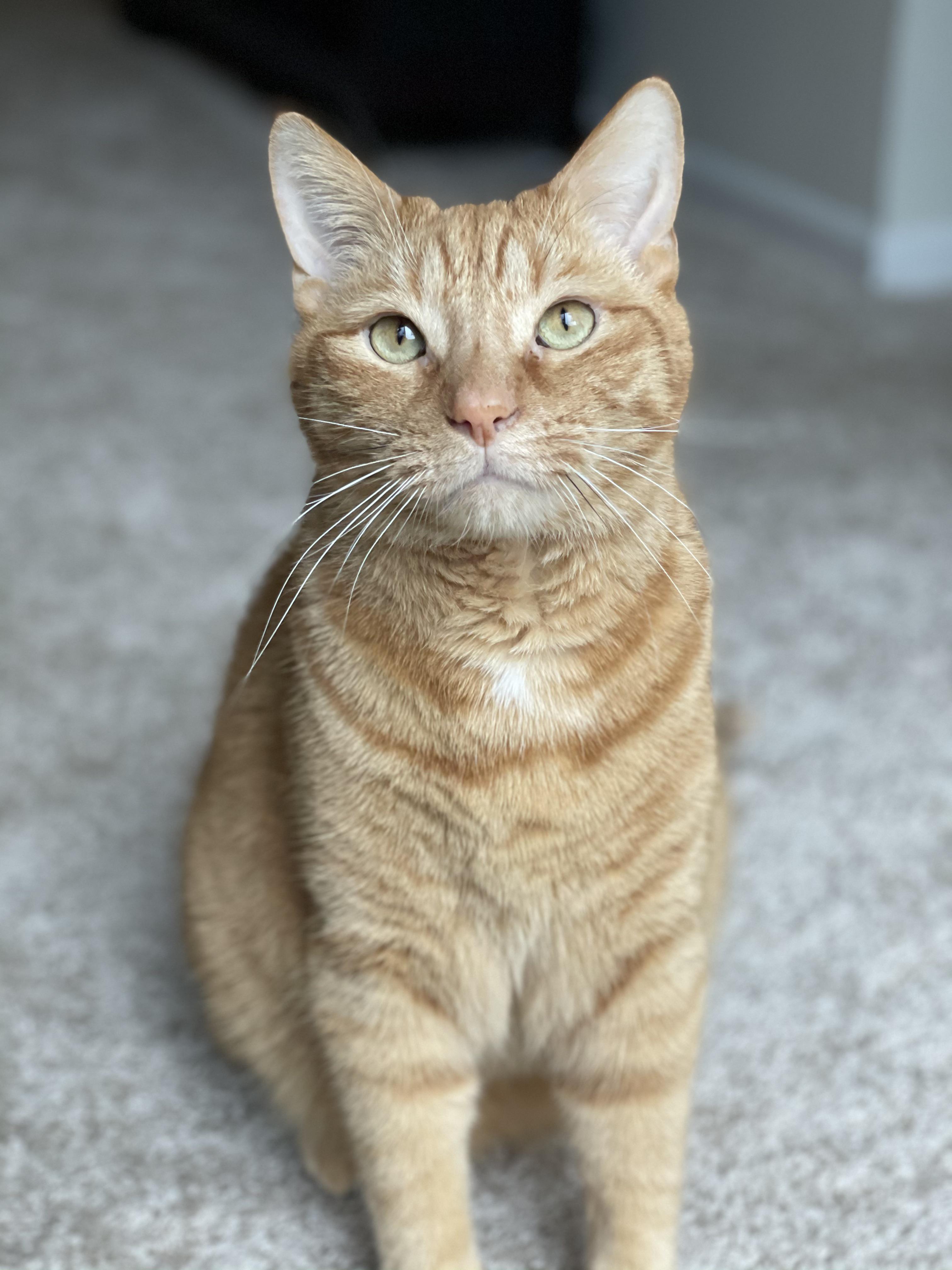 My handsome ginger boi 🥰 | Scrolller
