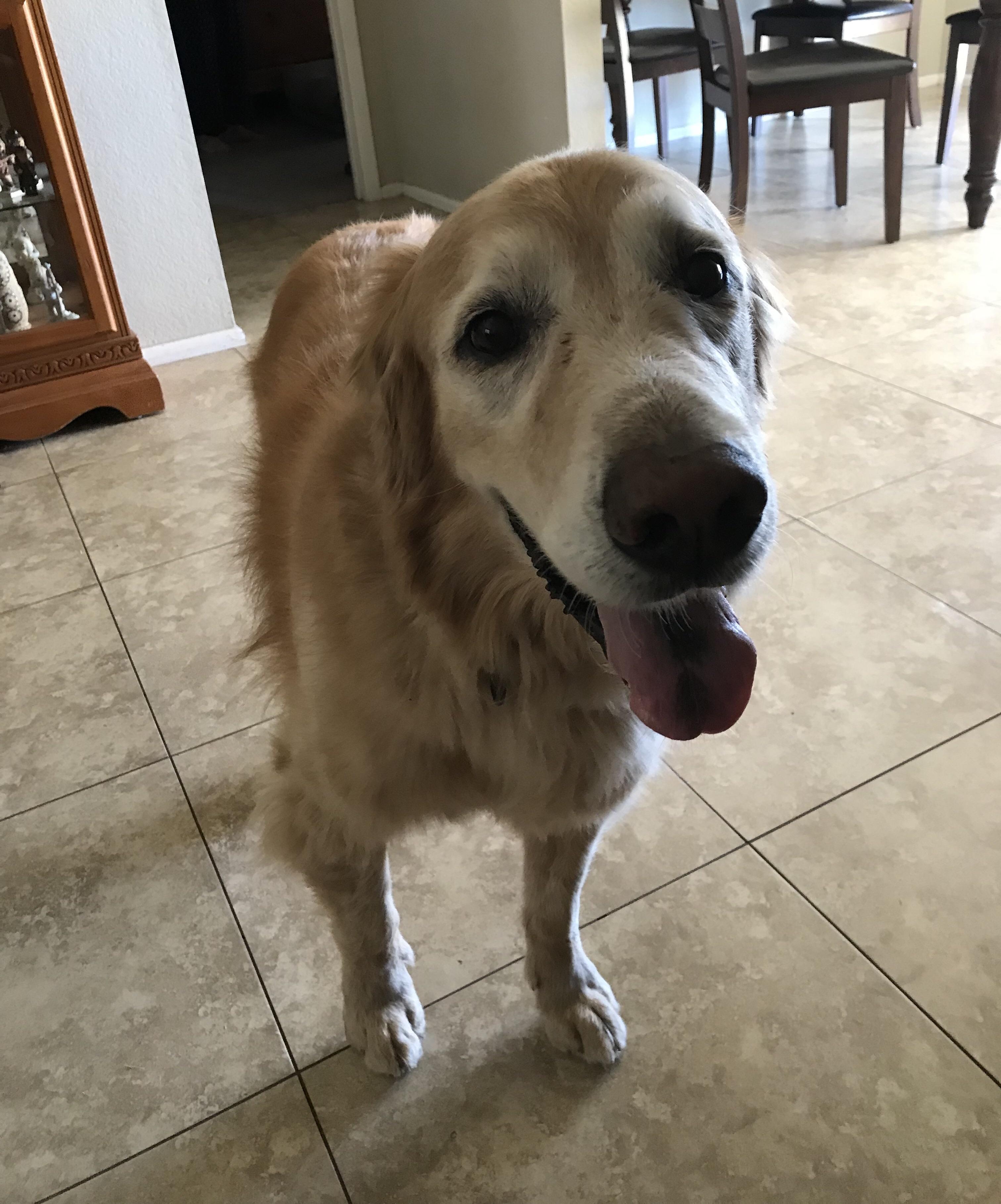 My handsome golden good boy! | Scrolller