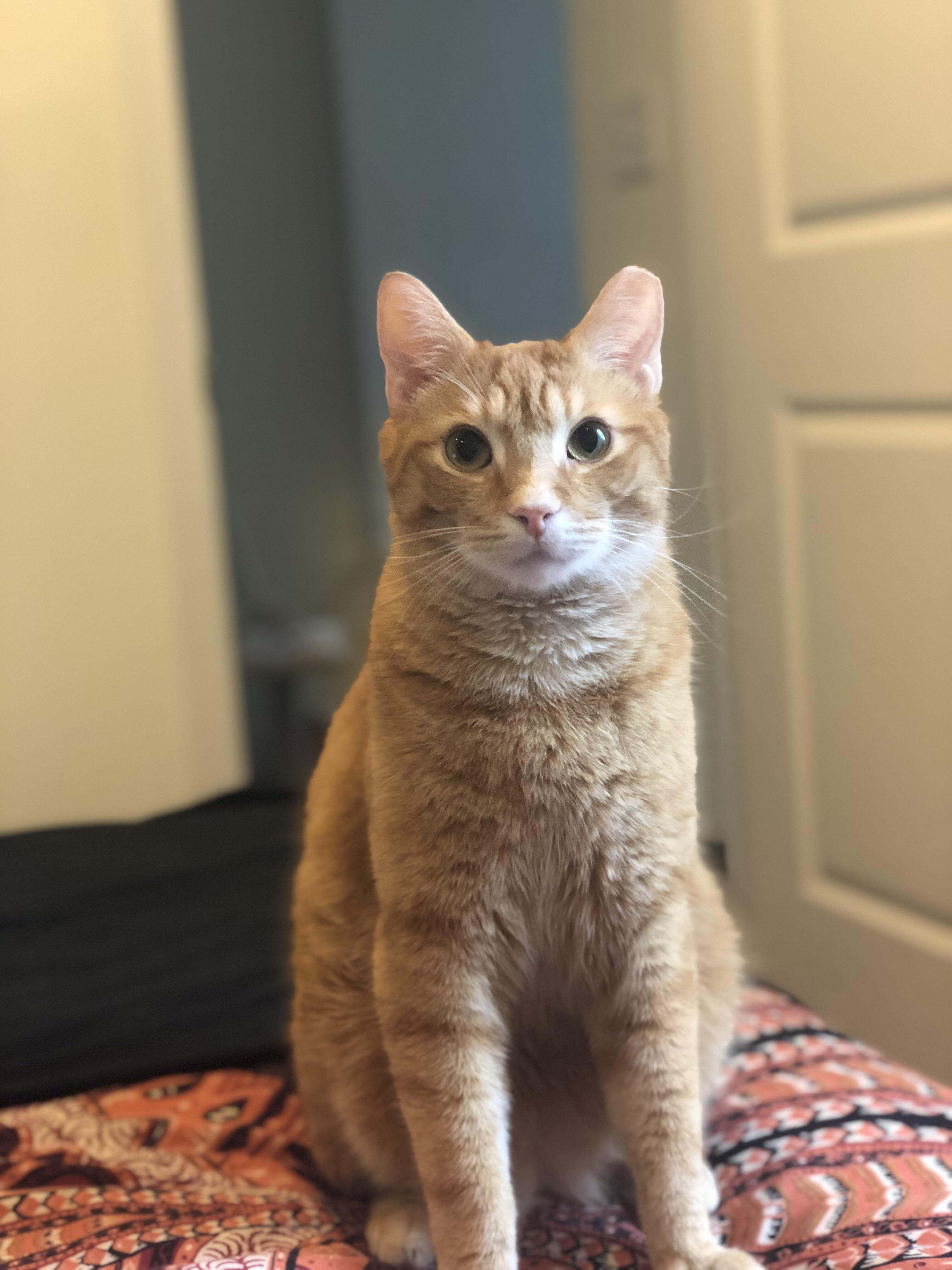 My handsome Peach 🍑 | Scrolller