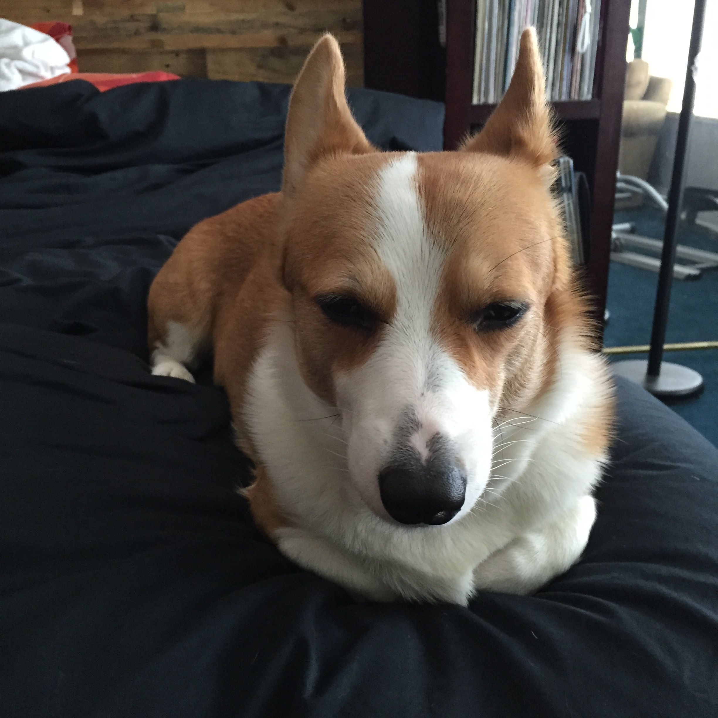 My hen dog | Scrolller