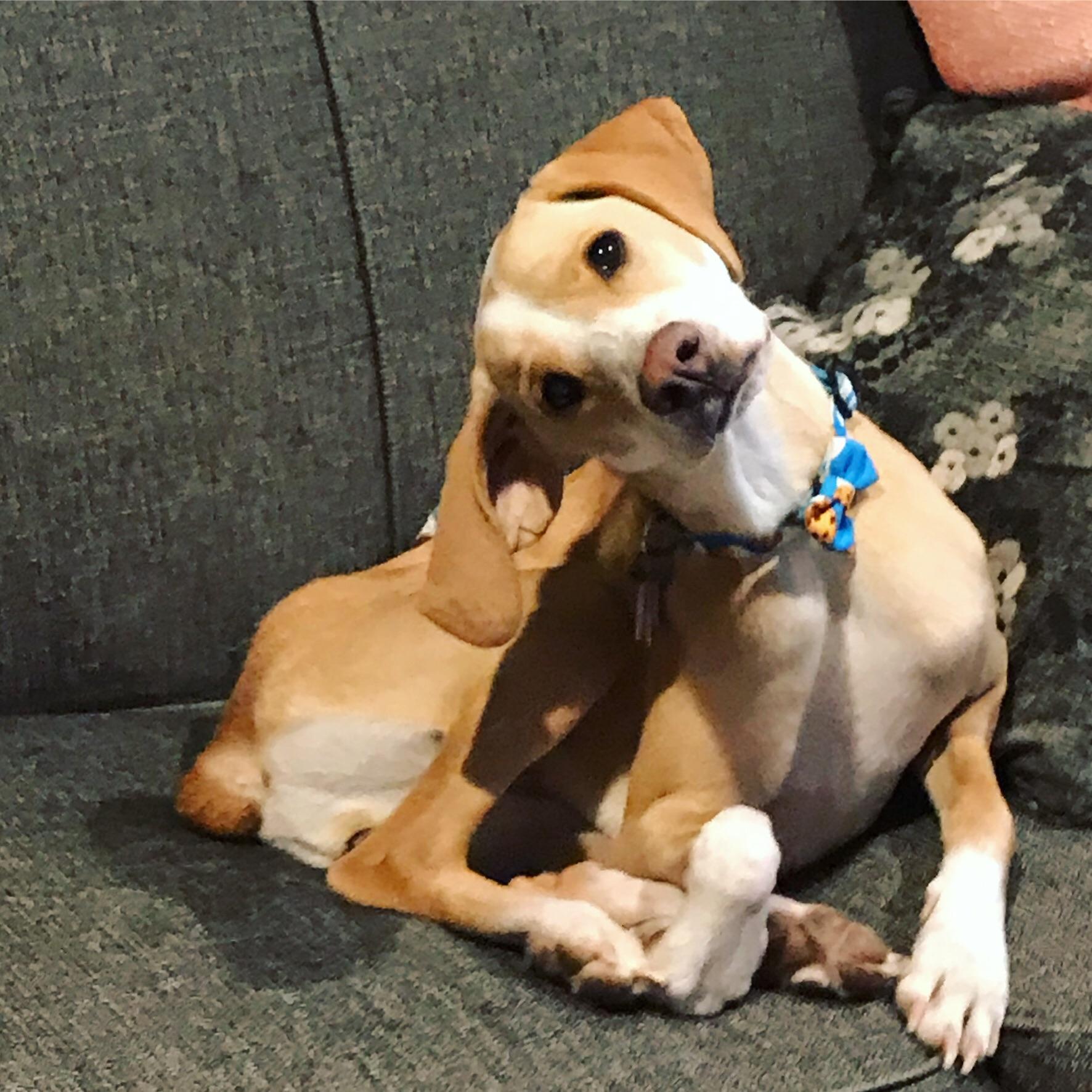 My hound is so expressive! She has the head tilt game down for sure | Scrolller