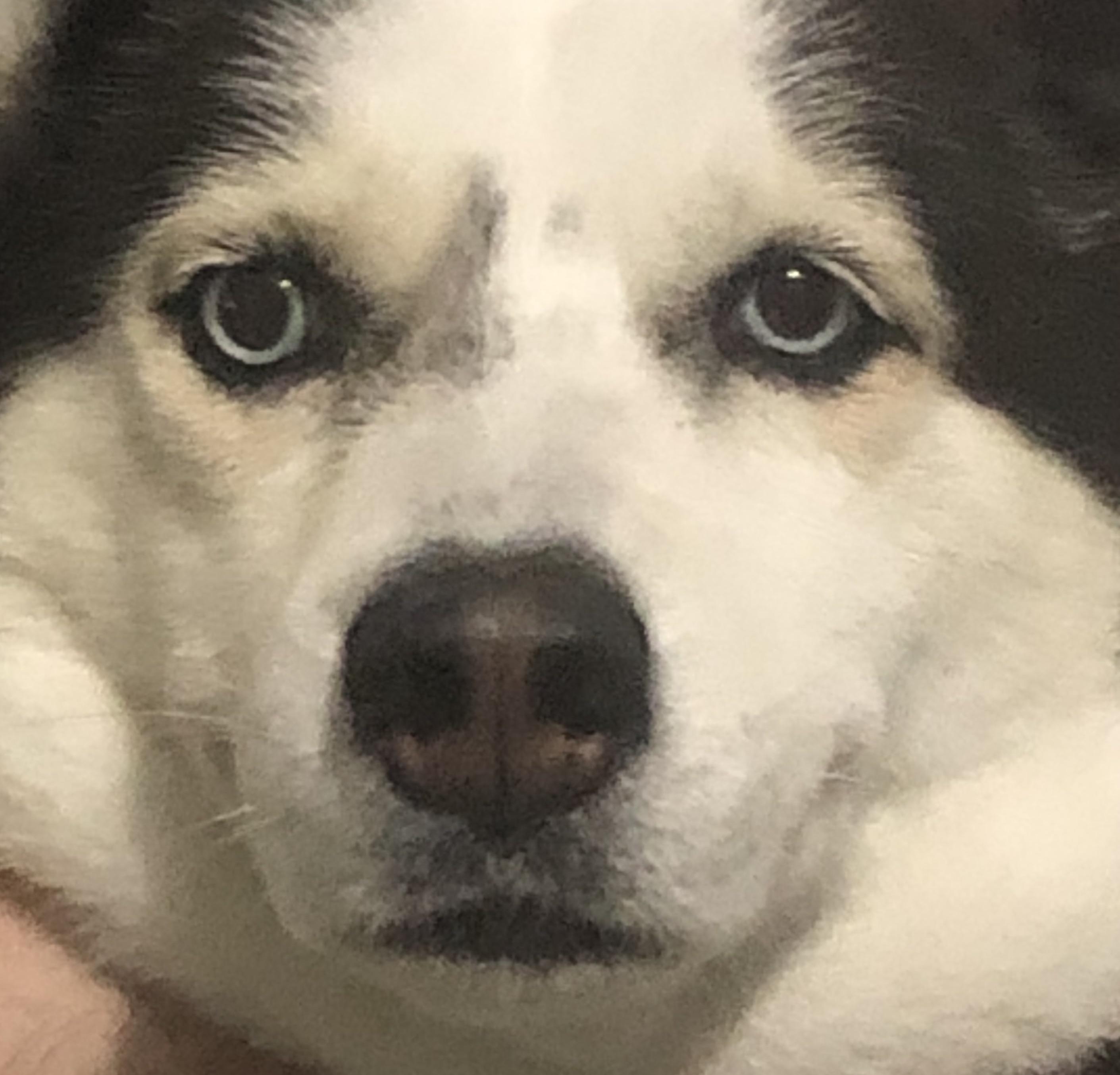 My husky | Scrolller